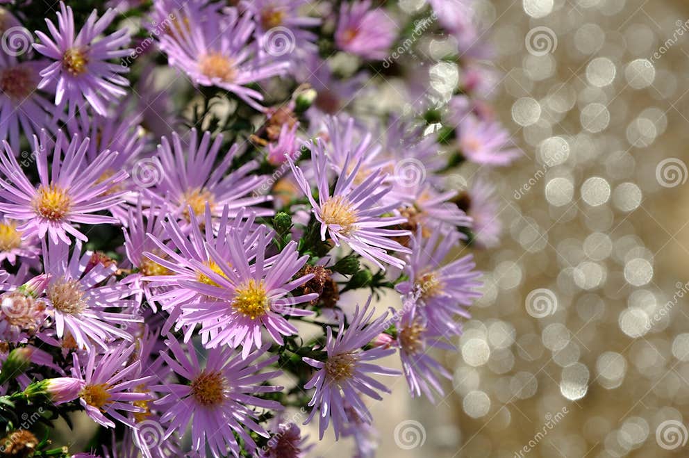 Summer Purple Flowers stock photo. Image of daisy, water - 26680144
