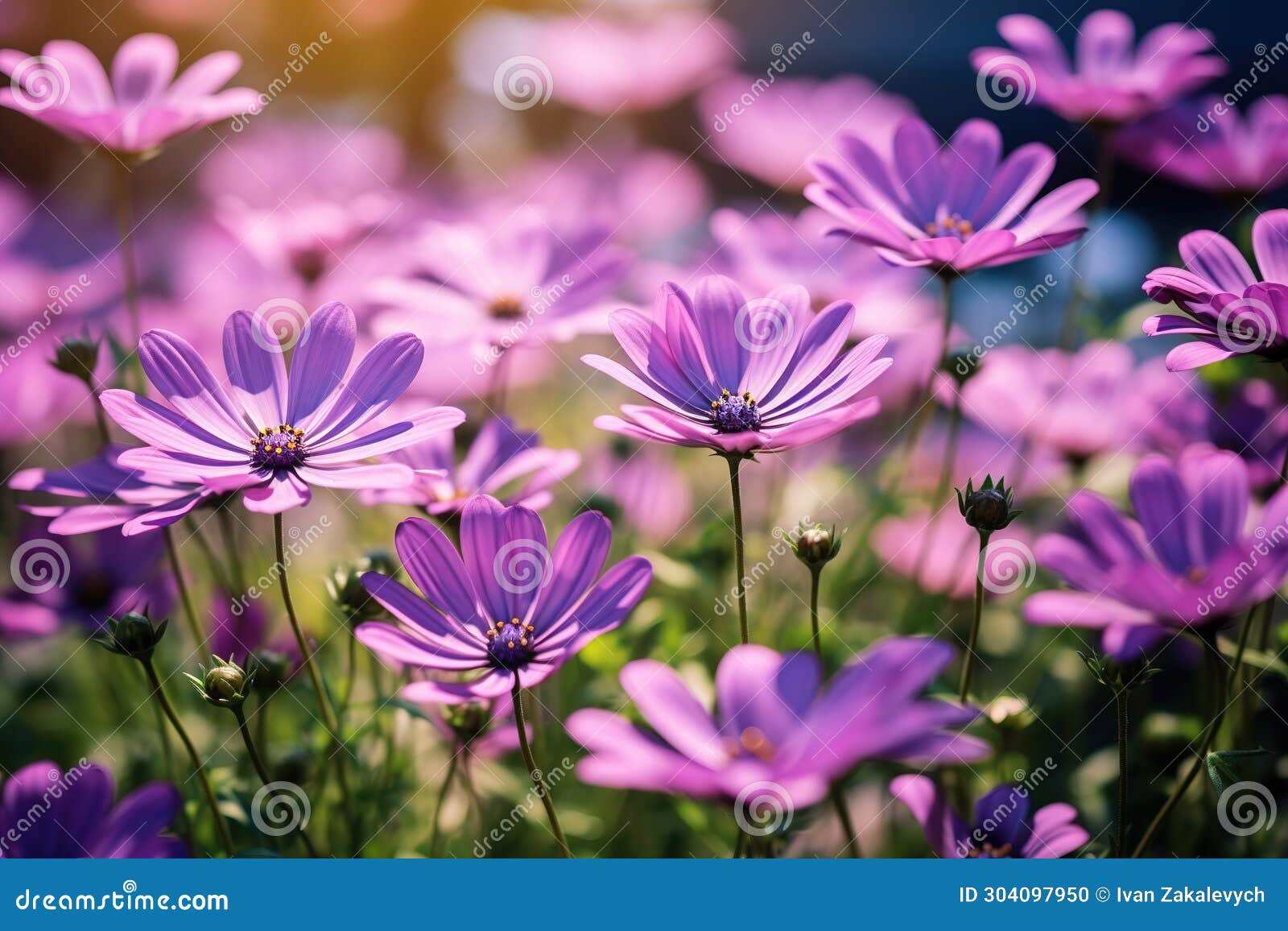 Summer Purple Flowers Background Illustration Stock Illustration ...