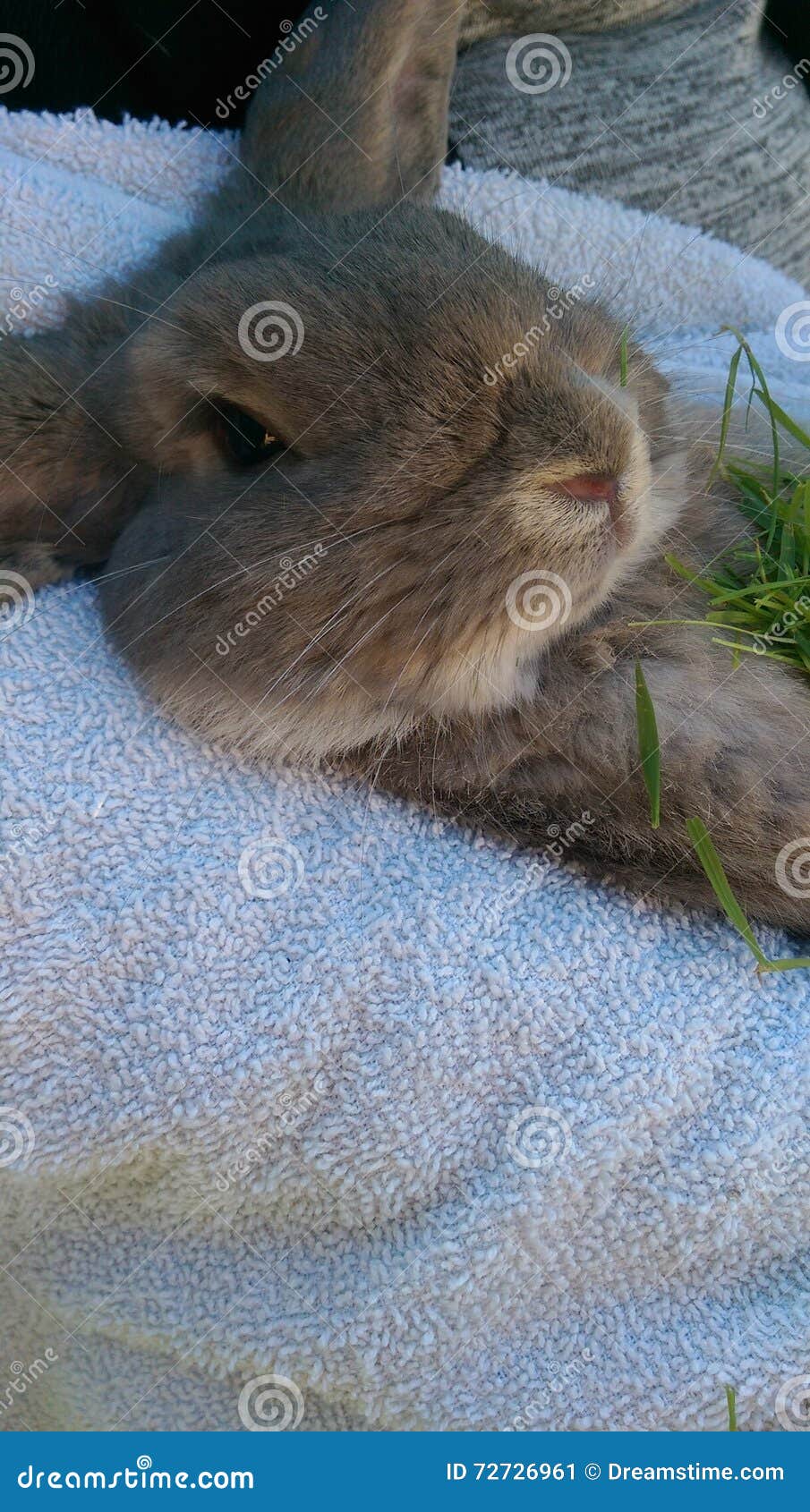 Summer rabbit stock image. Image of grass, relaxed, grey - 72726961