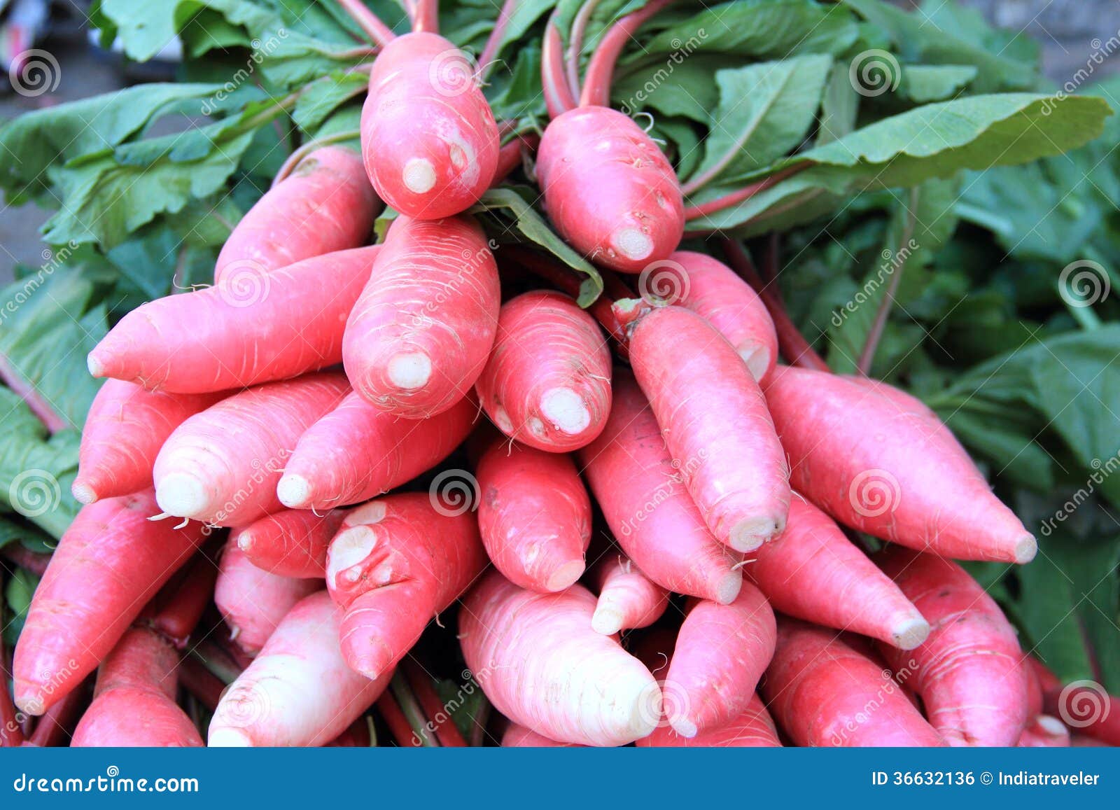 Summer Radish. stock photo. Image of close, greenstuff - 36632136
