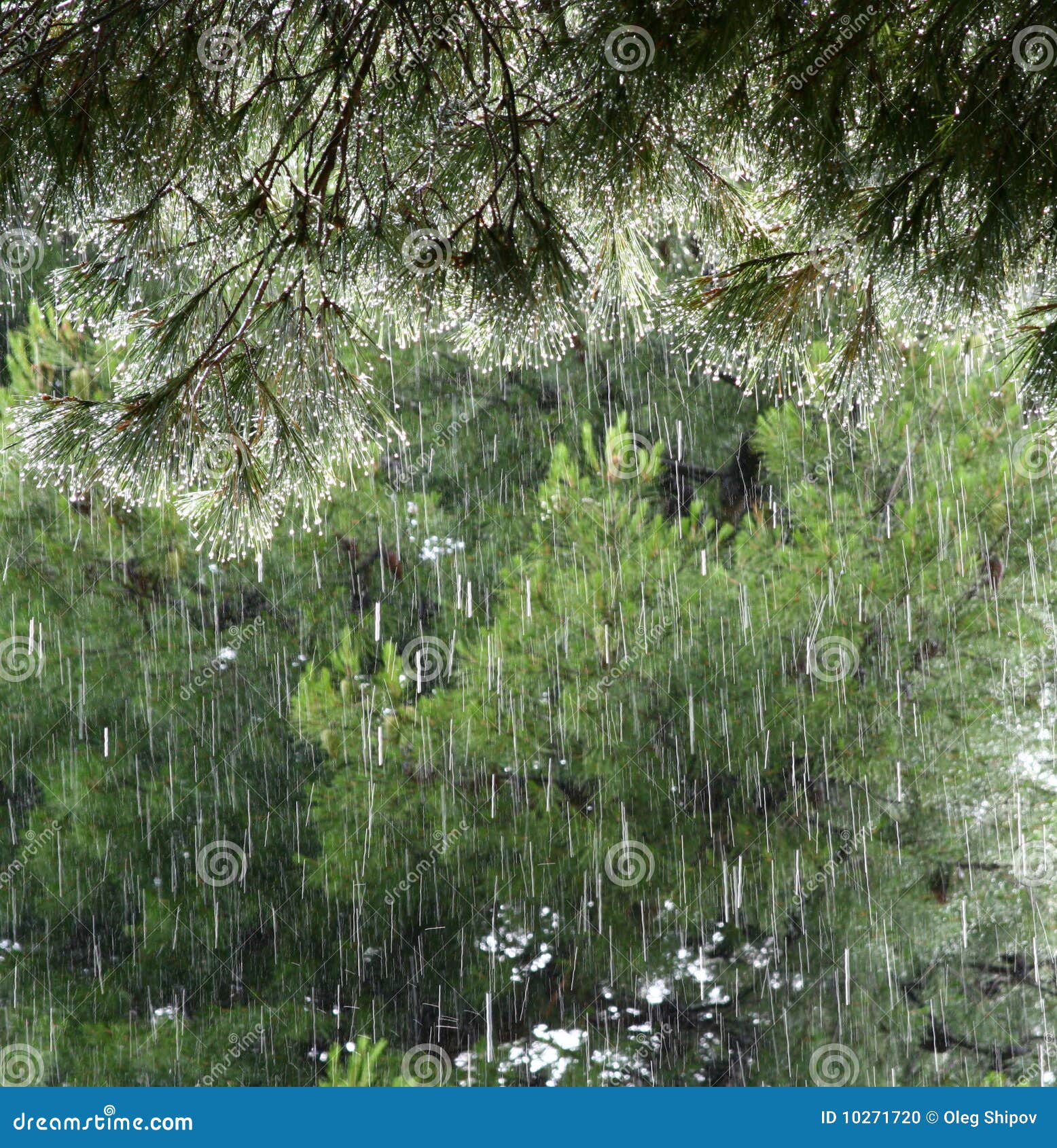 Summer rain stock photo. Image of branch, pine, summer - 10271720