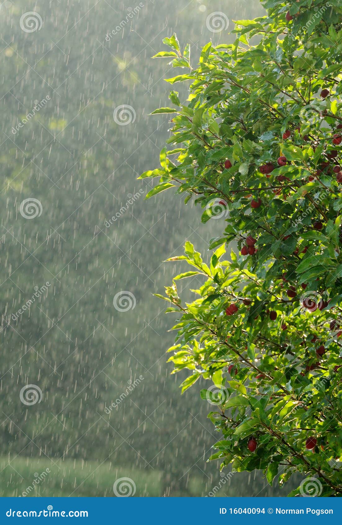 Summer Rain stock photo. Image of sunlight, light, apple - 16040094