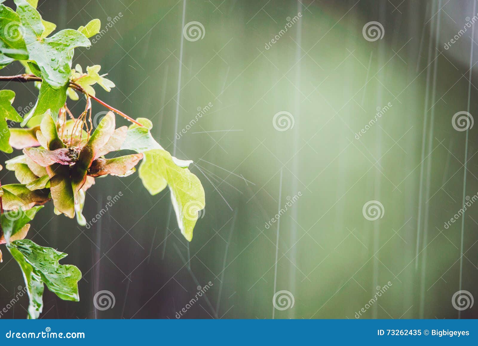 Summer rain drops Abstract stock image. Image of selective - 73262435