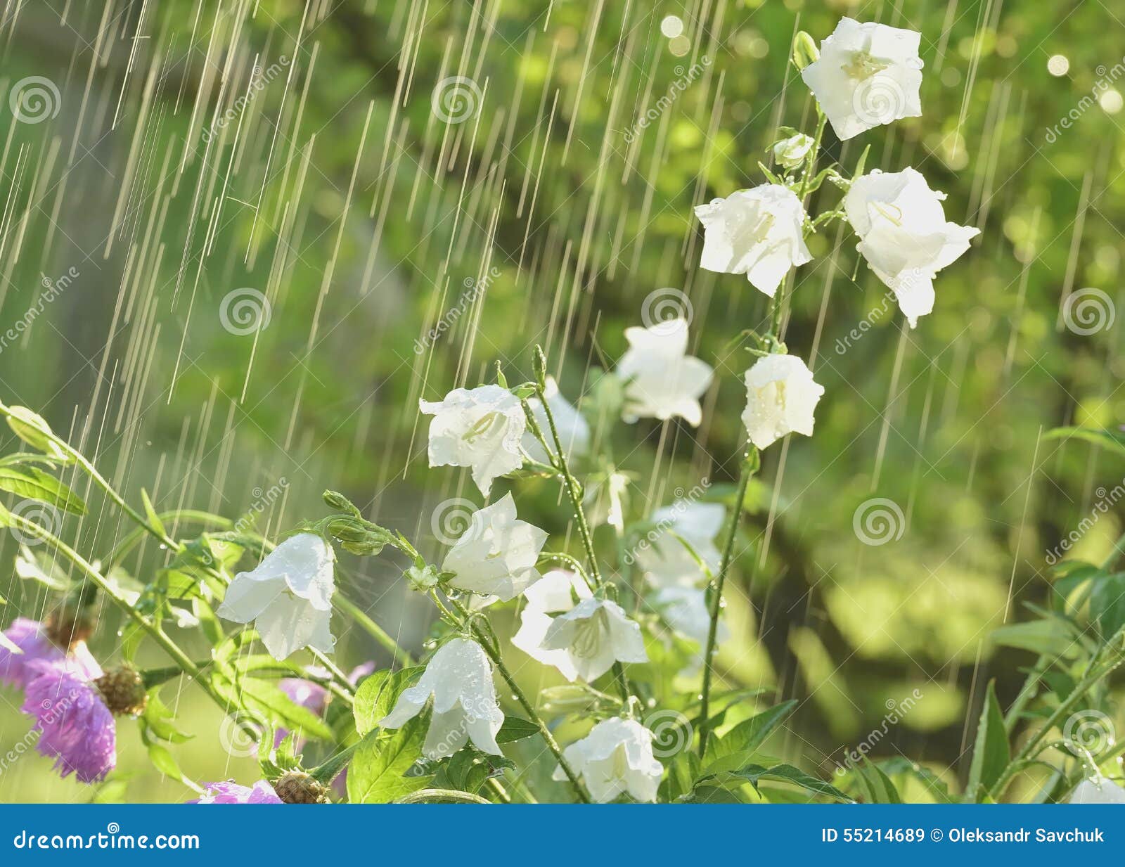 Summer rain and flowers stock image. Image of plants - 55214689