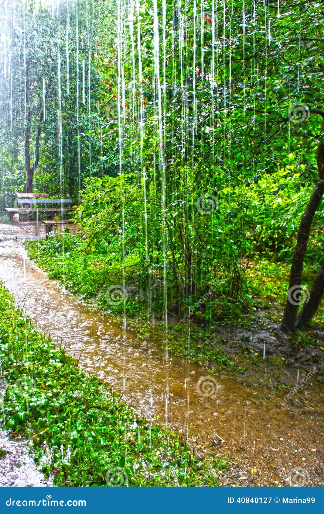 Summer Rain stock image. Image of downpour, drop, blot - 40840127