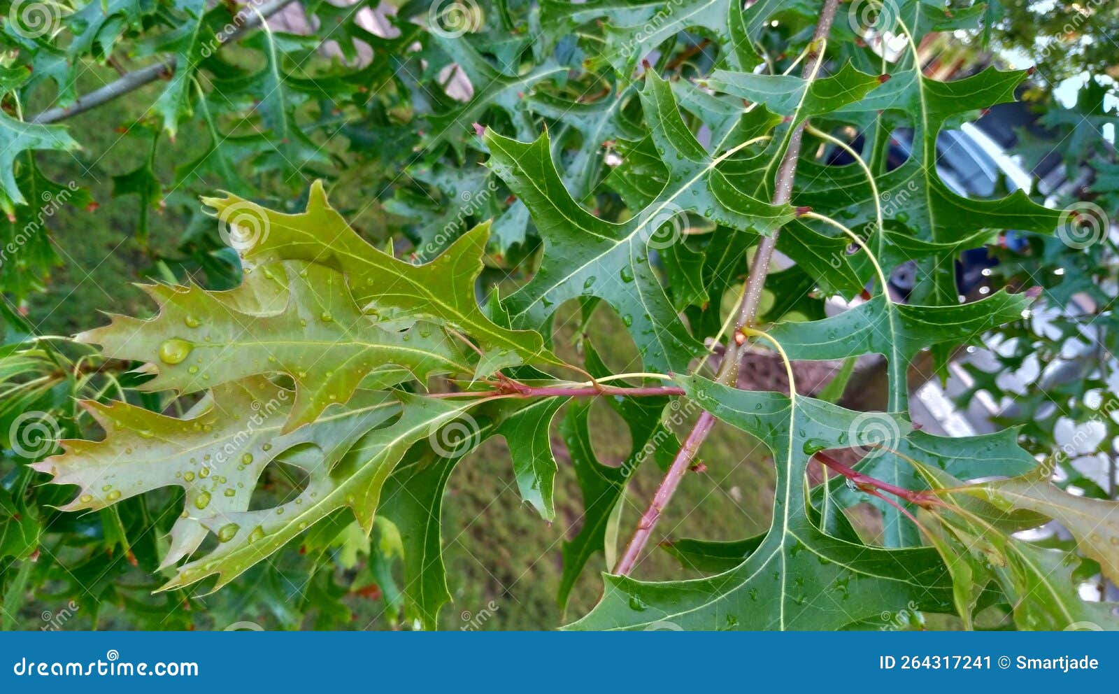 Oak Leafs, Summer Rain, Refreshing Rain on Tree, Rain Drops on Oak Leaf ...