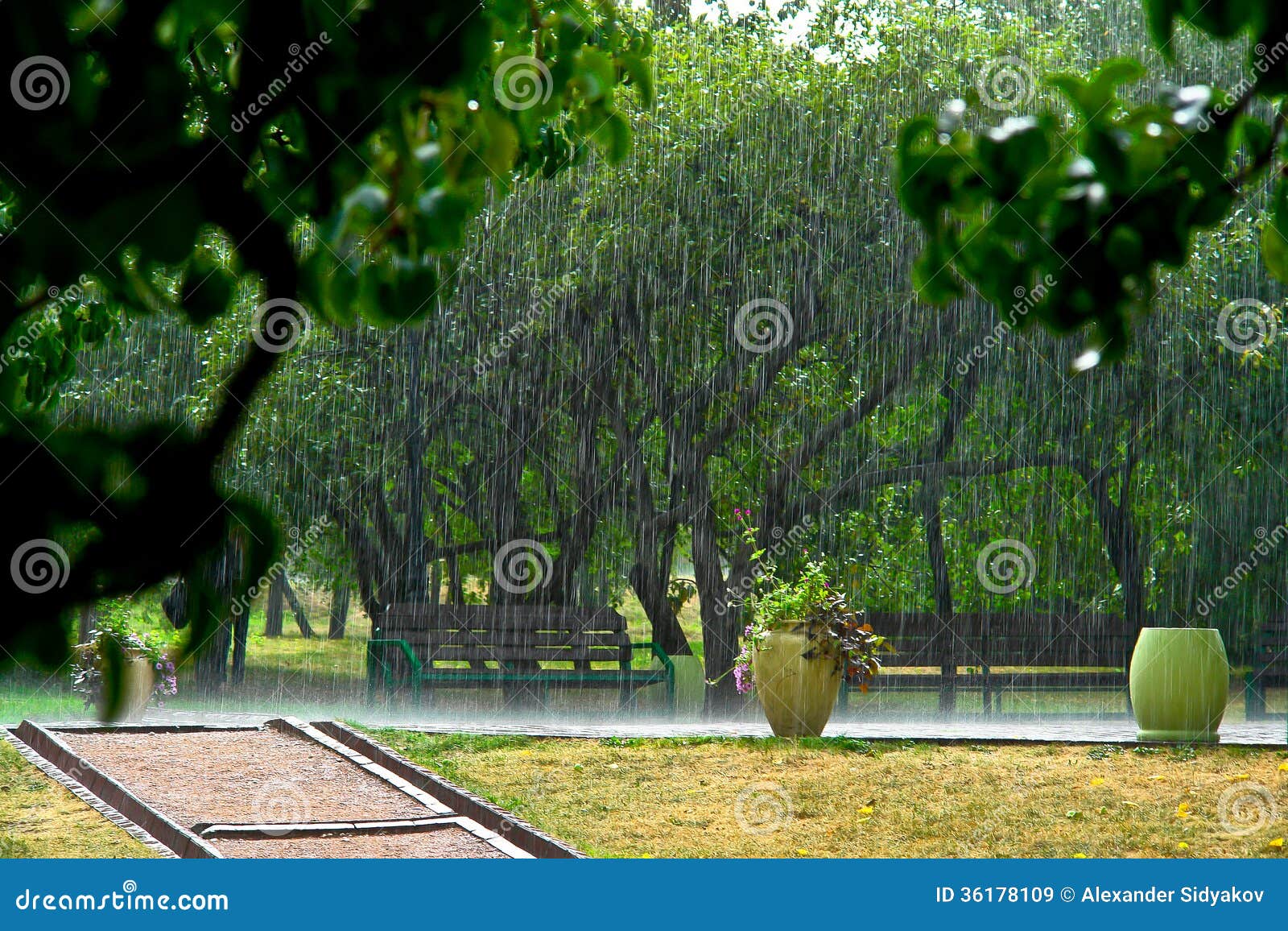 Summer rain in the park. stock image. Image of playful - 36178109