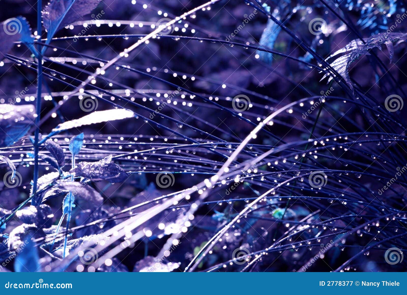 Summer rain patterns stock image. Image of garden, colourful - 2778377