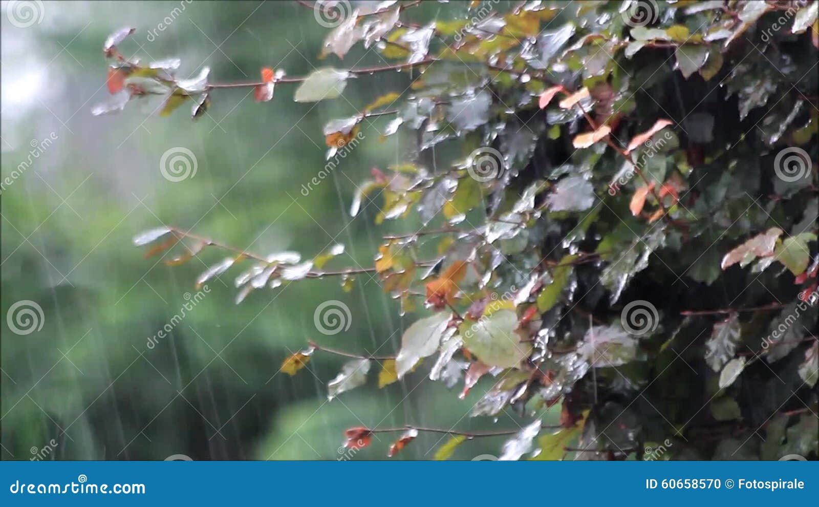 Summer Rain, Raining on Beech Tree Fagus Sylvatica, Summer Stock ...