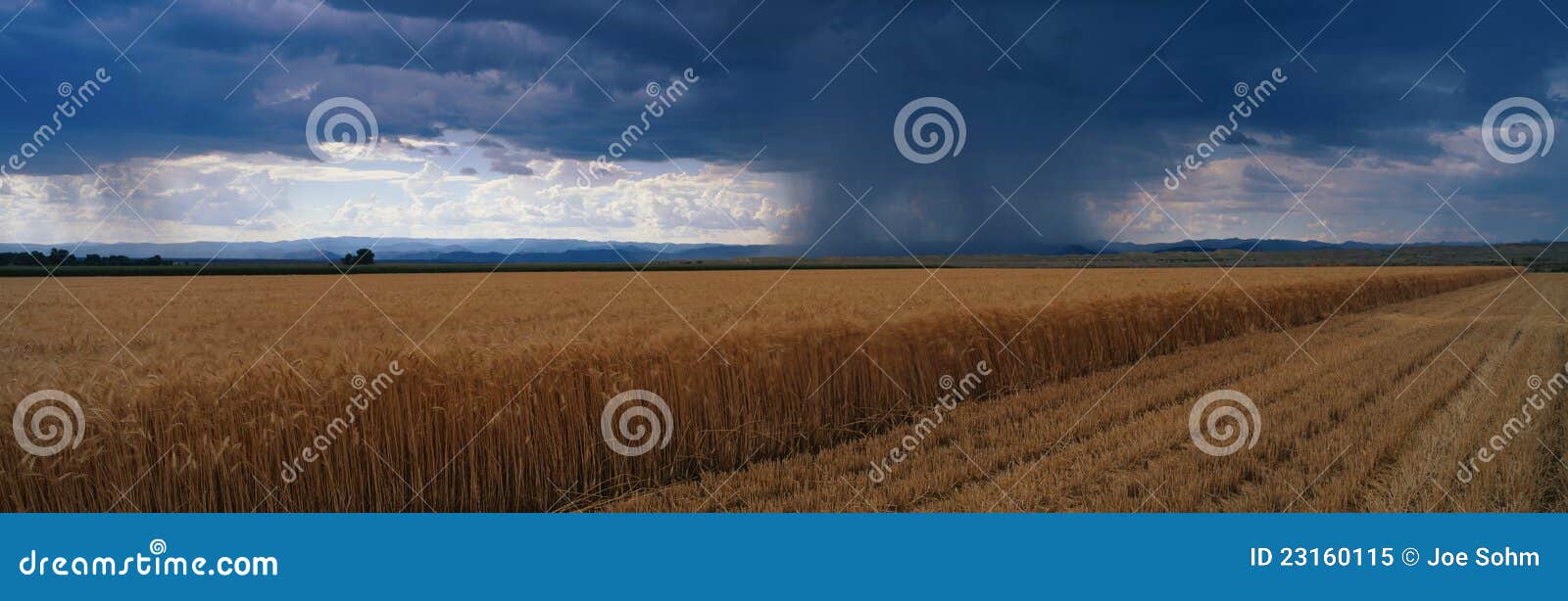 Summer Rain Storm Over a Wheat Field Stock Image - Image of field ...