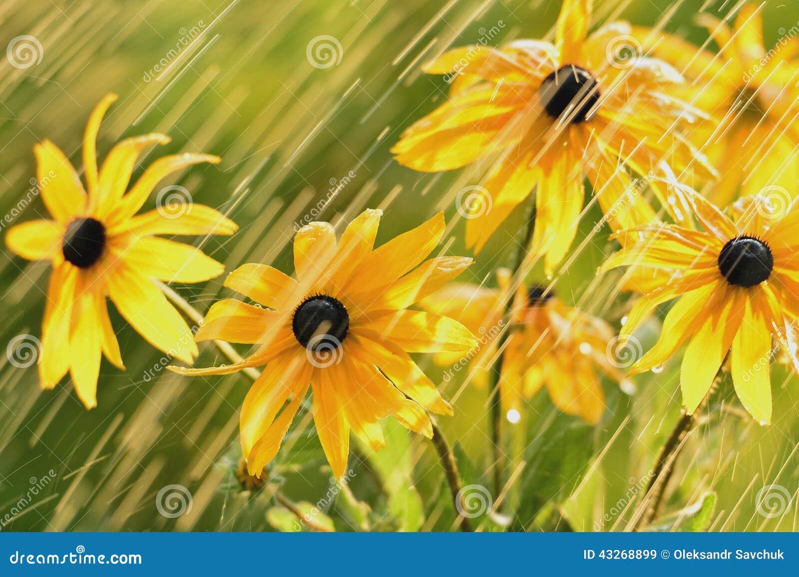 Summer rain stock image. Image of rain, garden, nature - 43268899