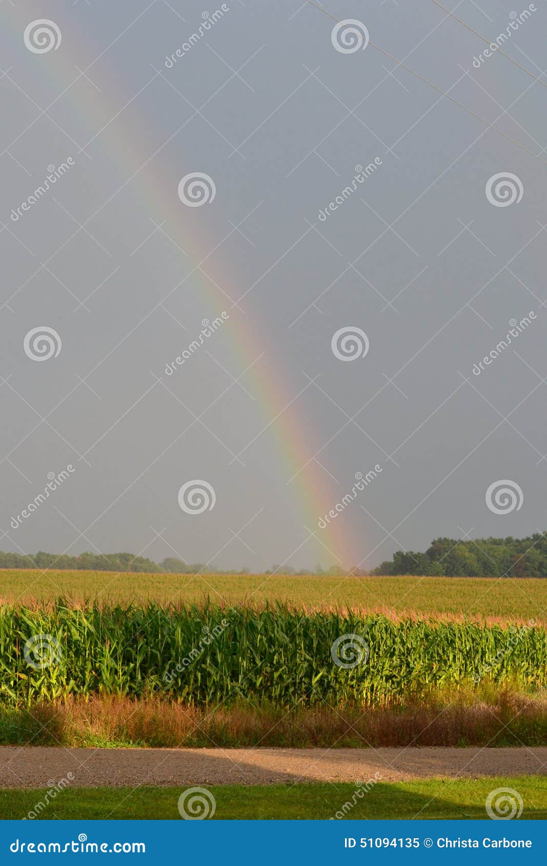 Summer Rainbow Over Corn Field. Stock Image - Image of field, corn ...