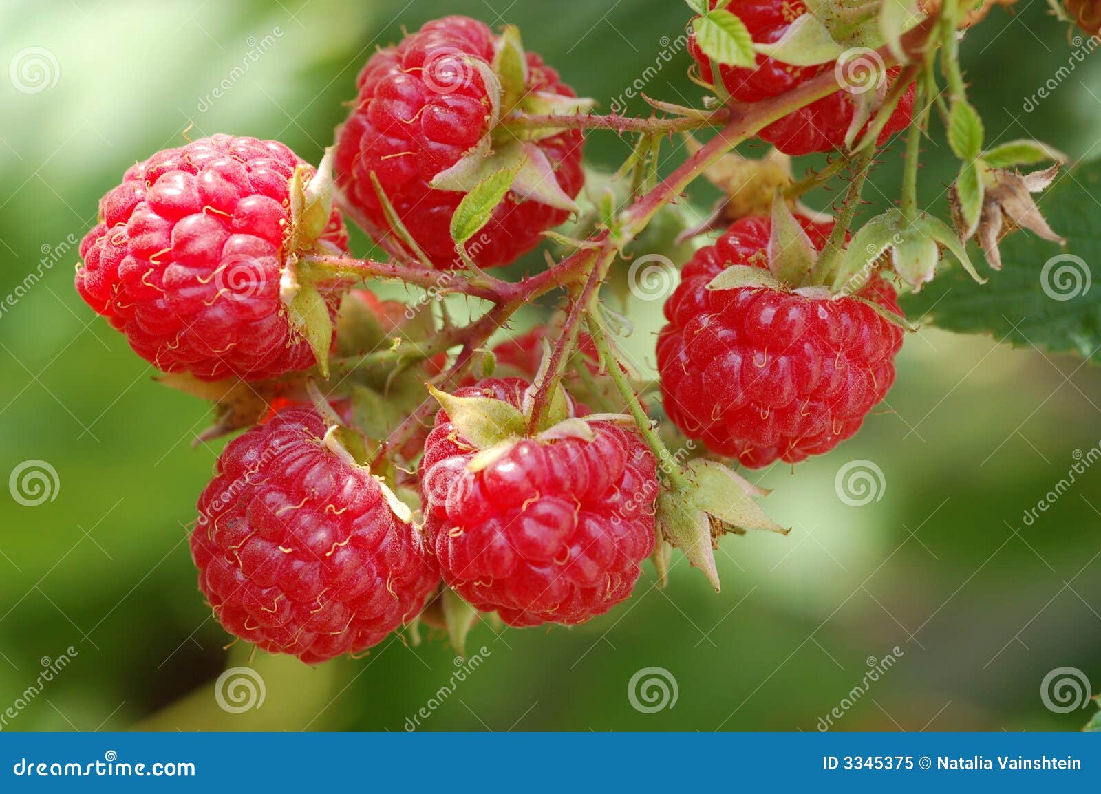 Summer raspberries stock image. Image of eating, health - 3345375