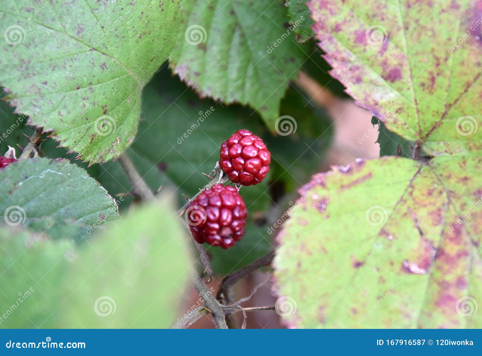 Summer raspberries. stock image. Image of healthy, food - 167916587