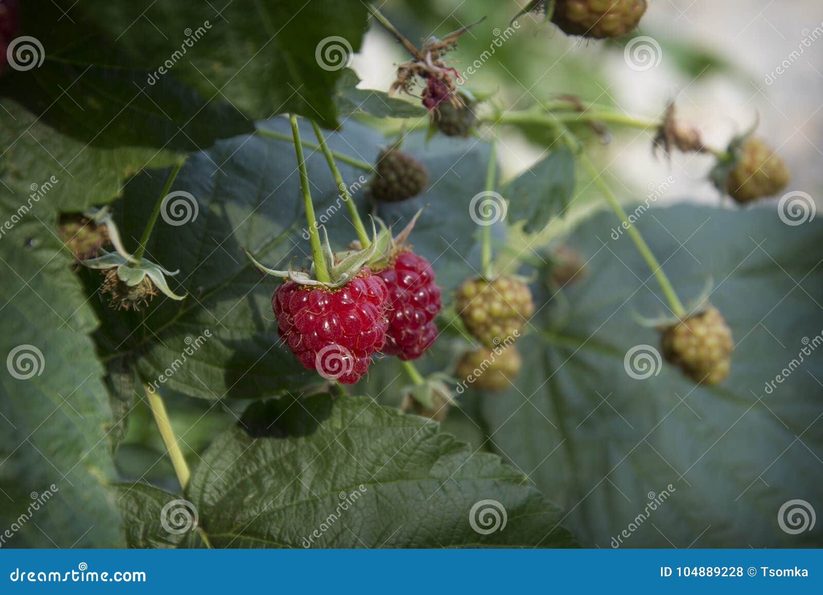 In the Summer on Raspberry Bush Ripe Berries. Stock Photo - Image of ...