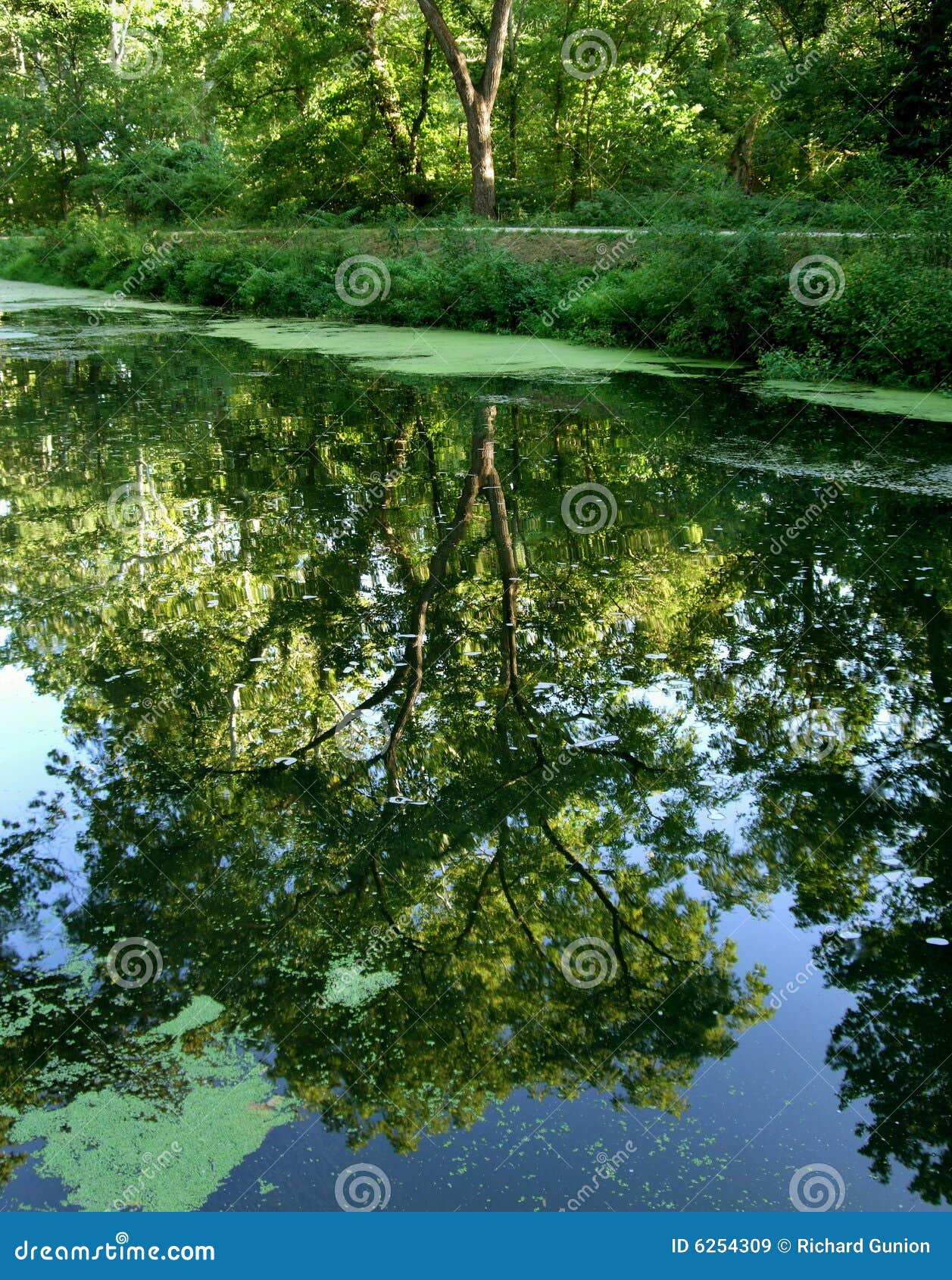 Summer Reflection stock image. Image of nature, reflection - 6254309