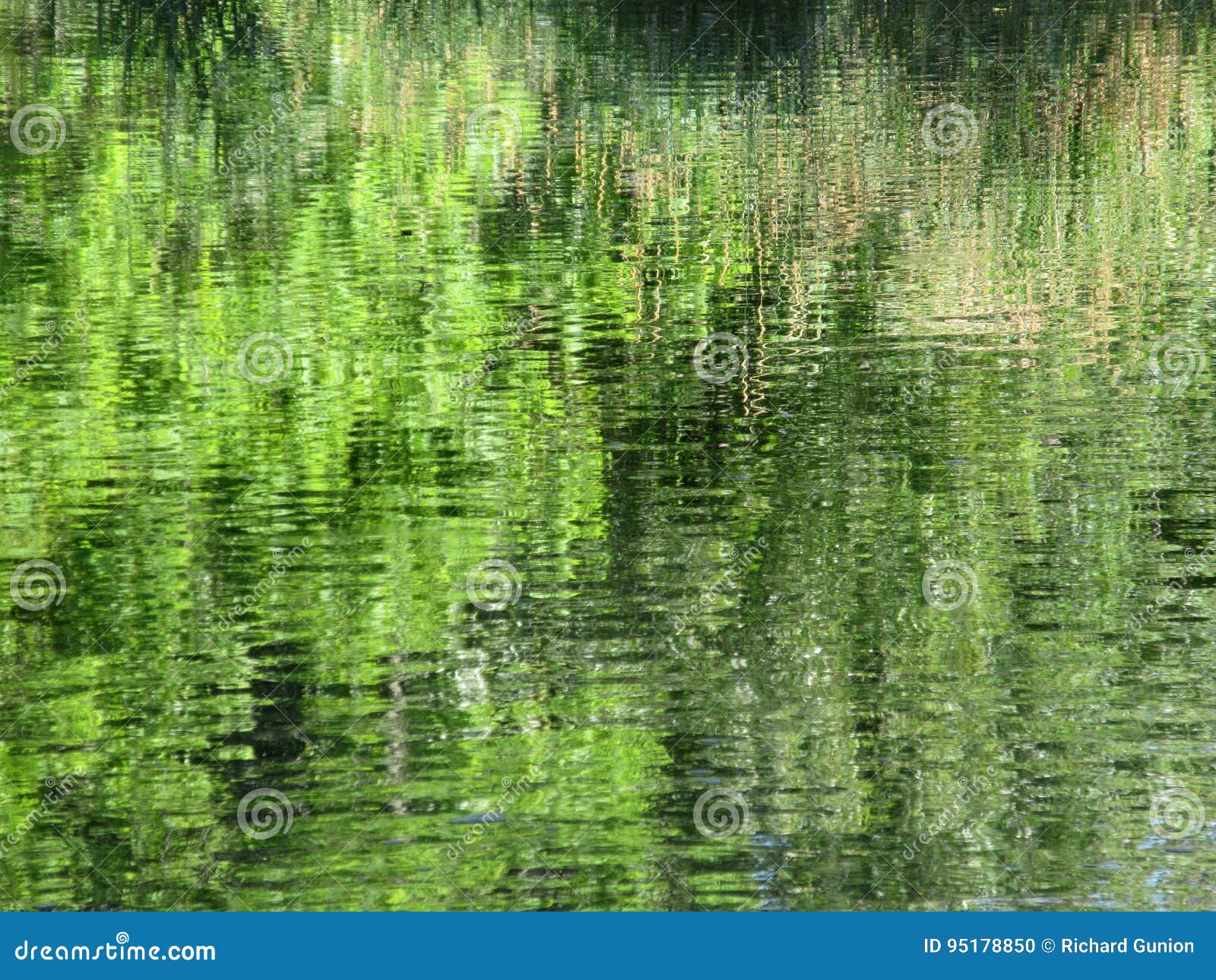Summer Reflections stock photo. Image of june, forest - 95178850