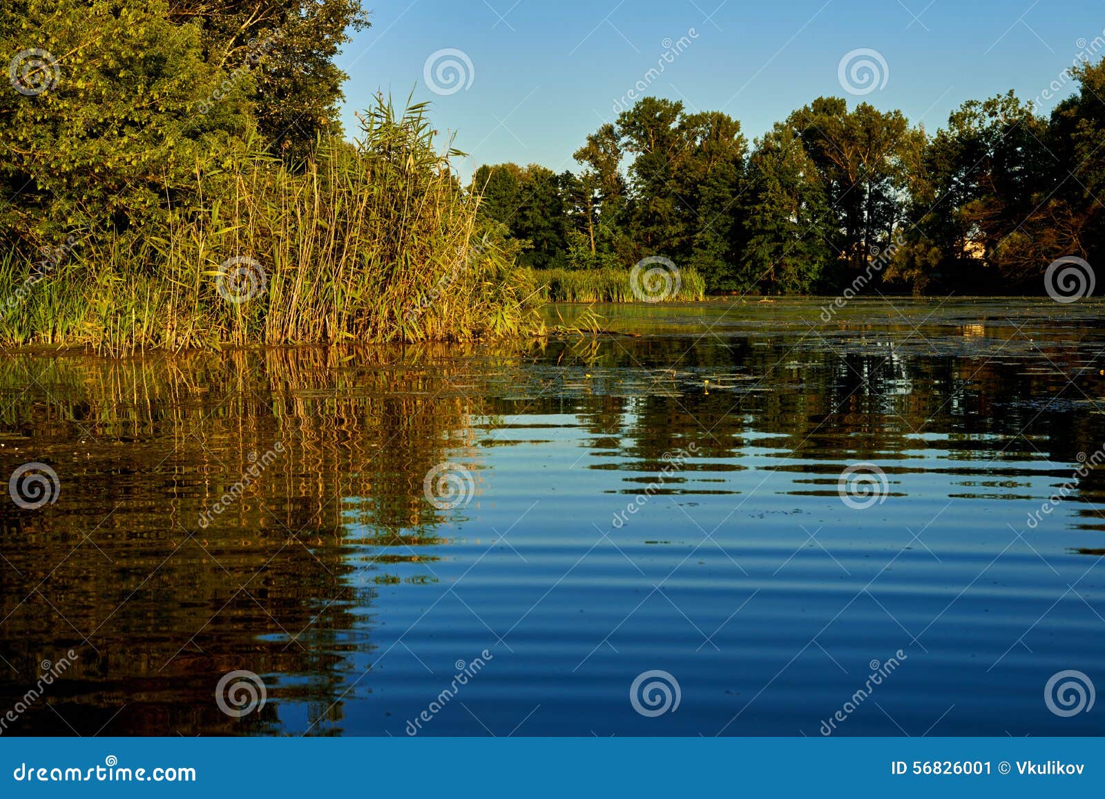Summer Reflections in River Stock Image - Image of calm, yellow: 56826001