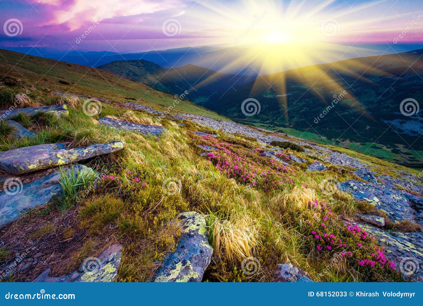 Summer Rhododendron Landscape Stock Image - Image of travel, nature ...
