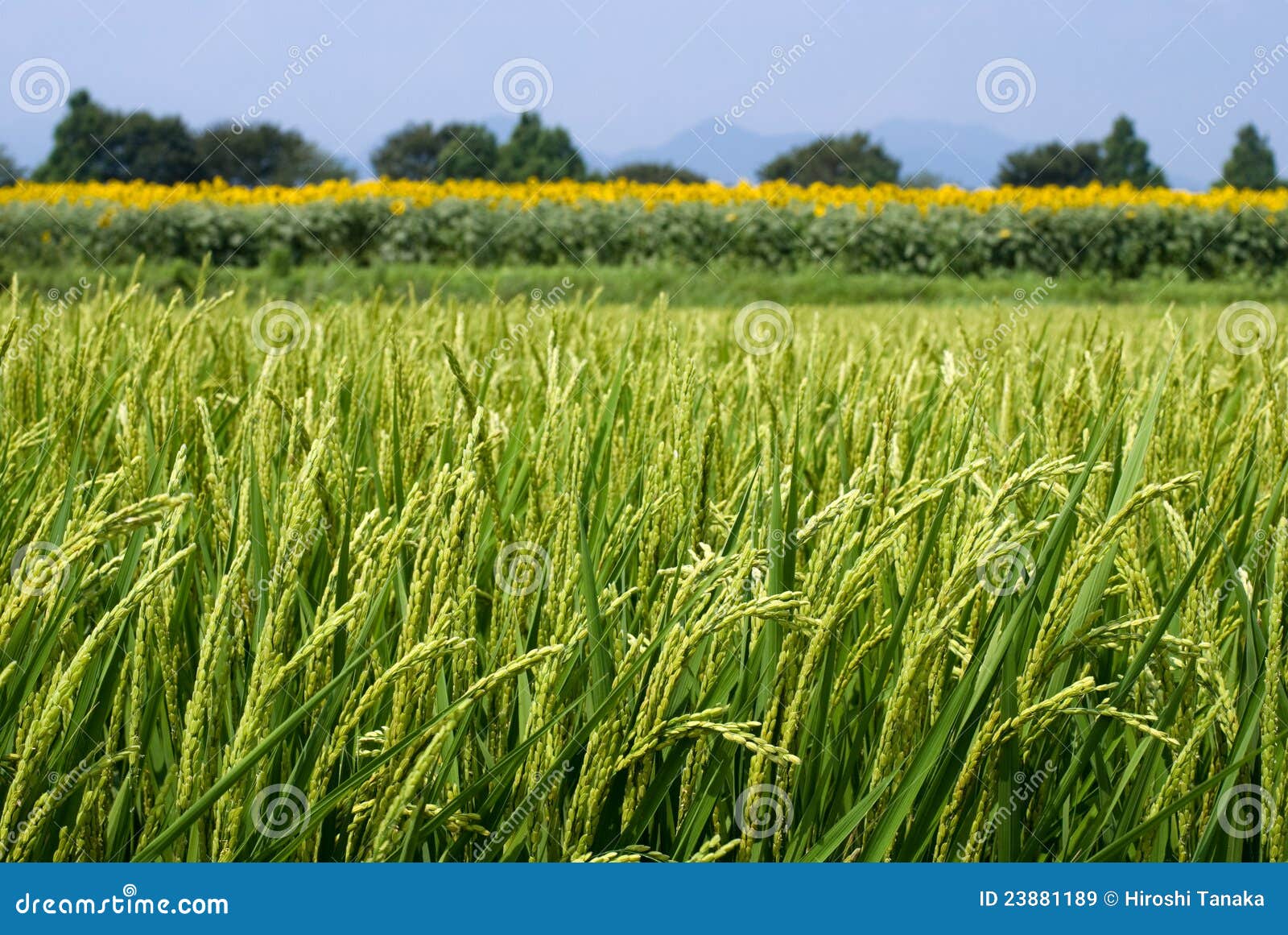 Summer rice field stock image. Image of culture, grain - 23881189