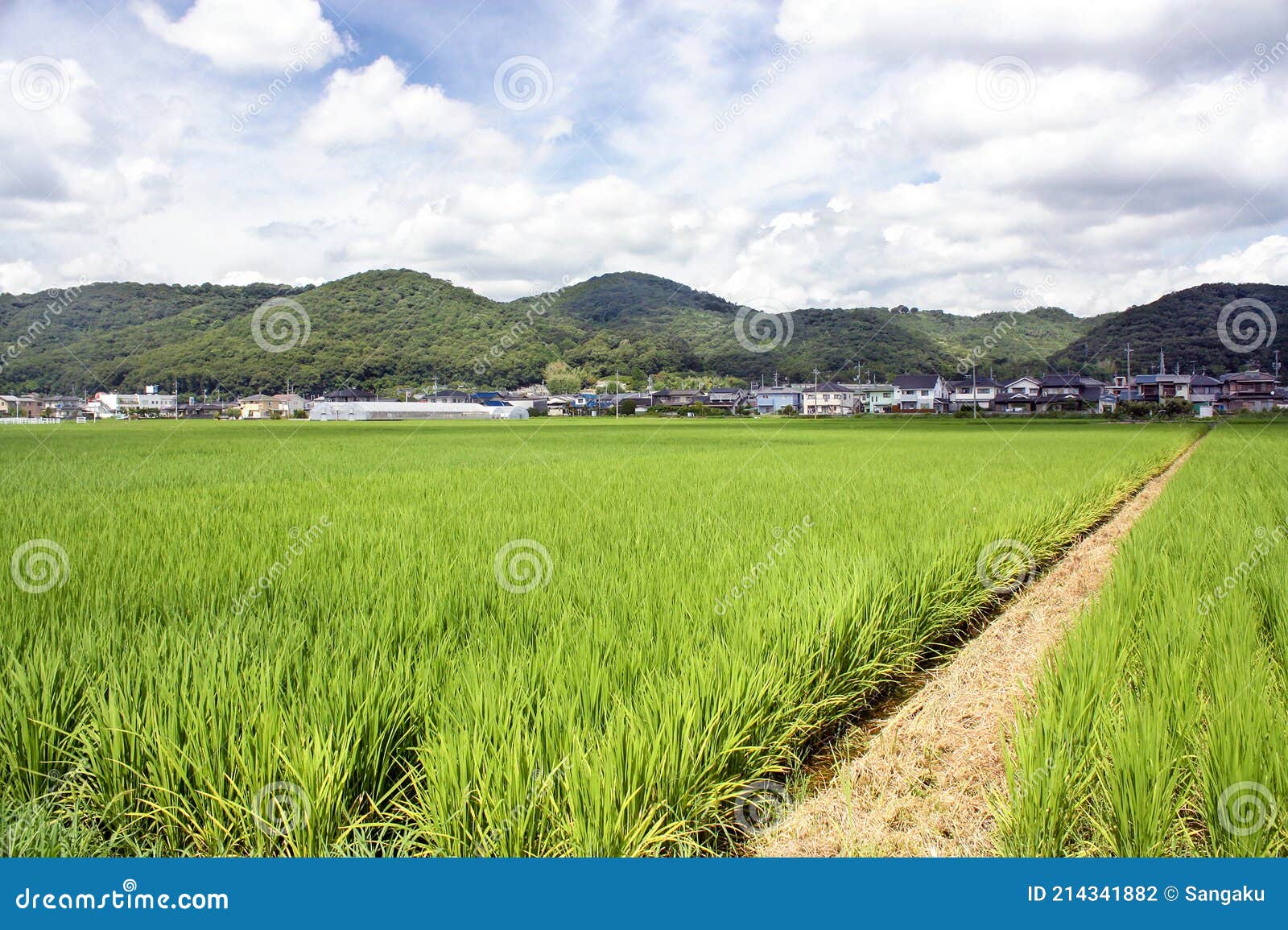Summer Rice Fields - Okayama, Japan Stock Photo - Image of asia, fields ...