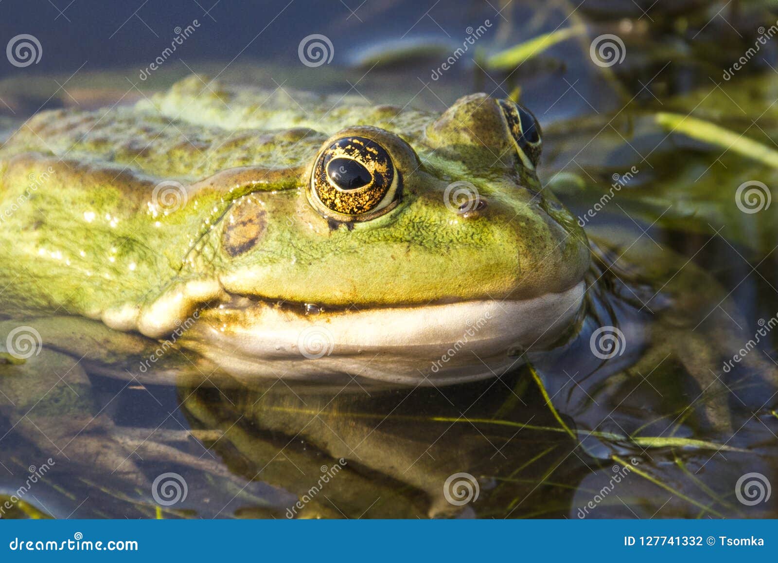In the Summer on the River Green Toad. Stock Photo - Image of animal ...
