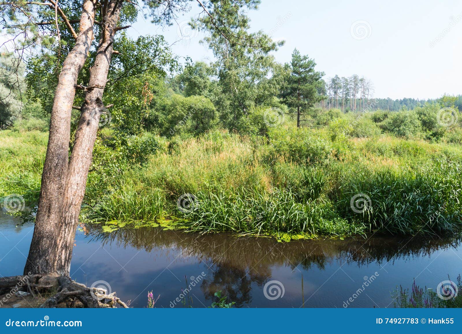Summer River and Tree with Roots Russia Stock Image - Image of color ...