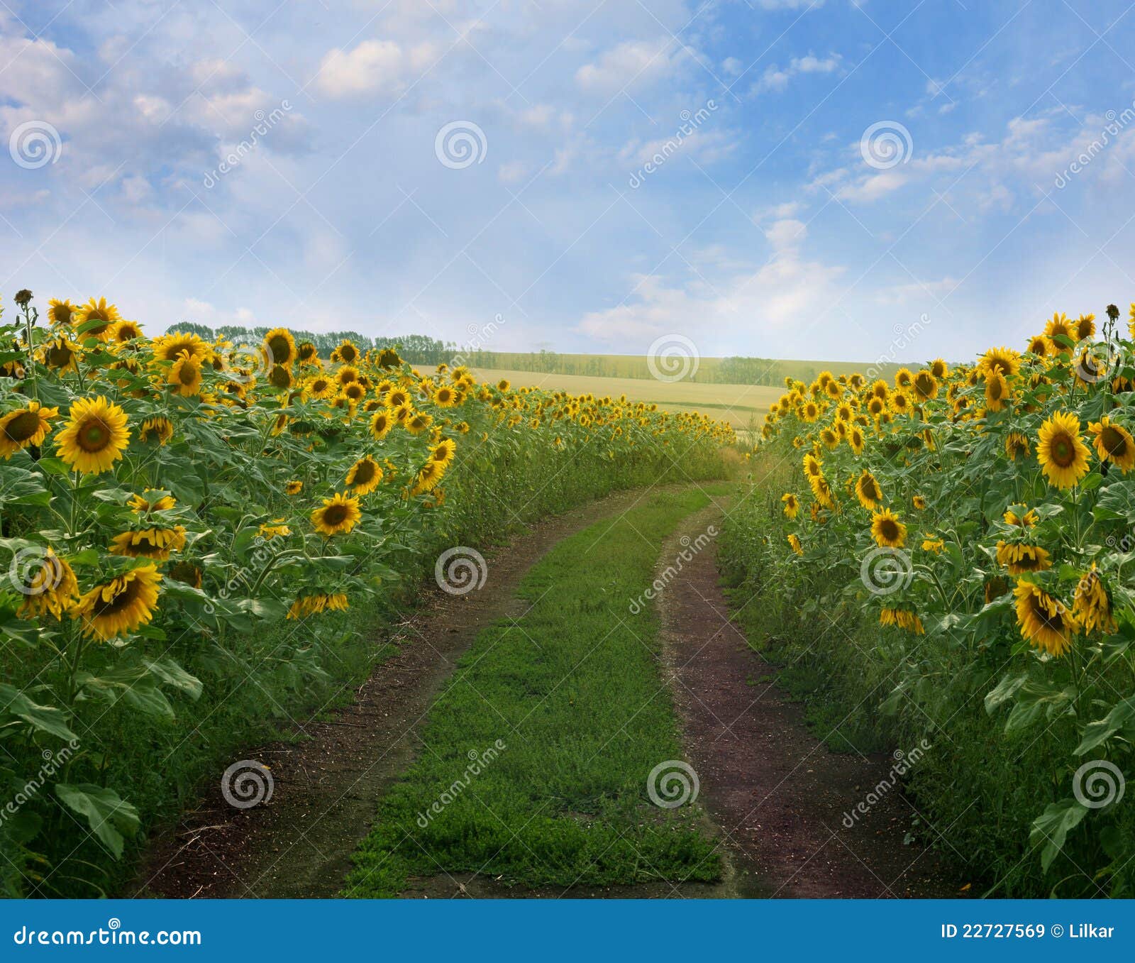 Summer road stock image. Image of circle, field, blossom - 22727569