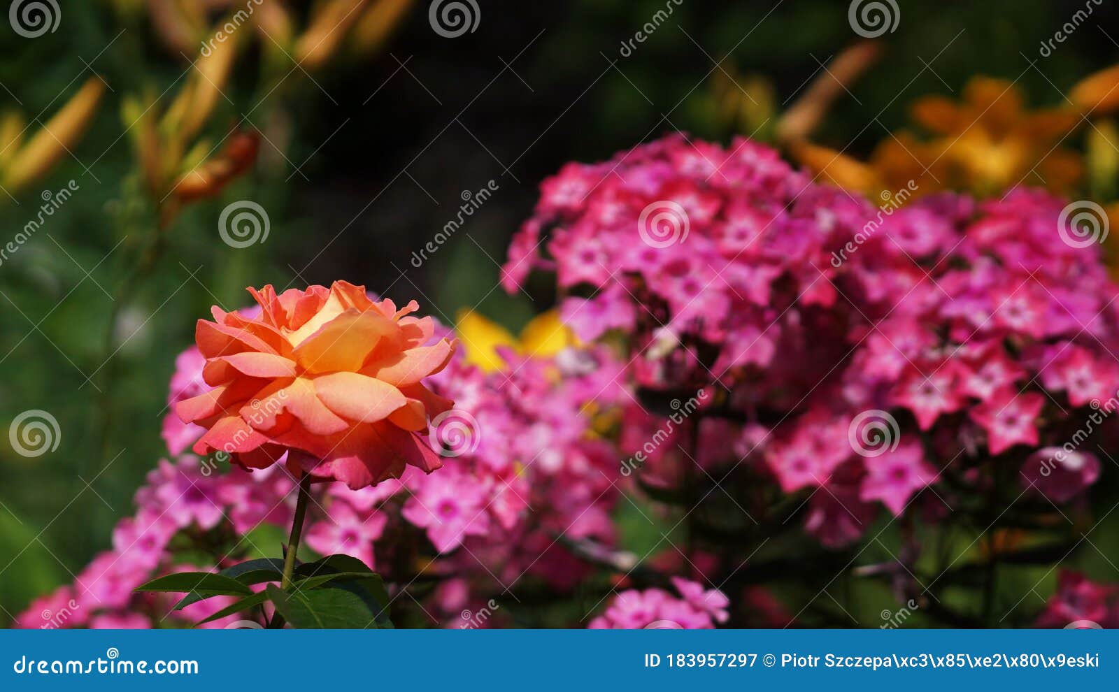 A Rose Blossom in the Garden Against a Colourful Fuzzy Background Stock ...