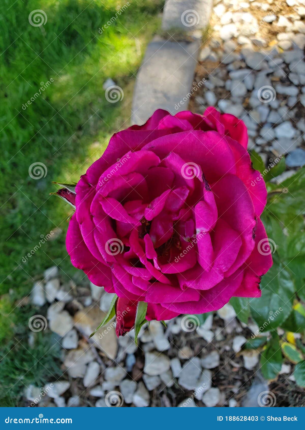 Summer rose in full bloom stock image. Image of pink - 188628403