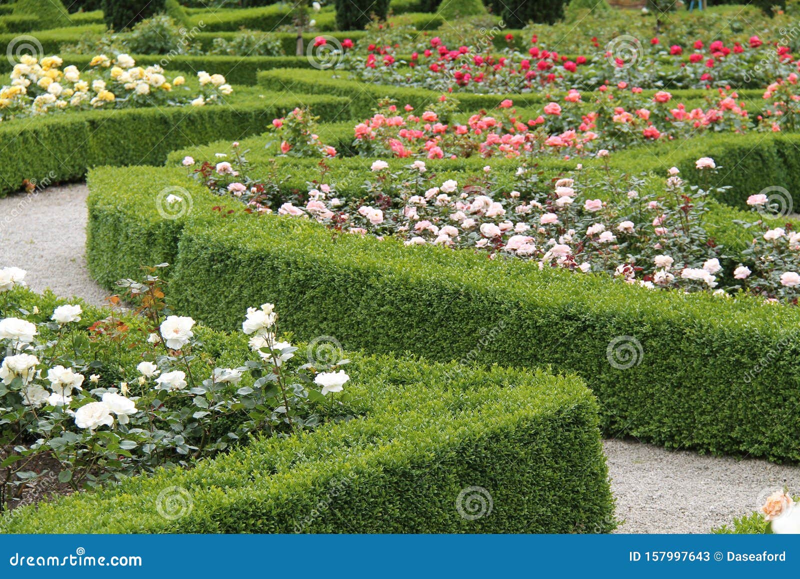 Summer Rose Garden. stock image. Image of cultivated - 157997643