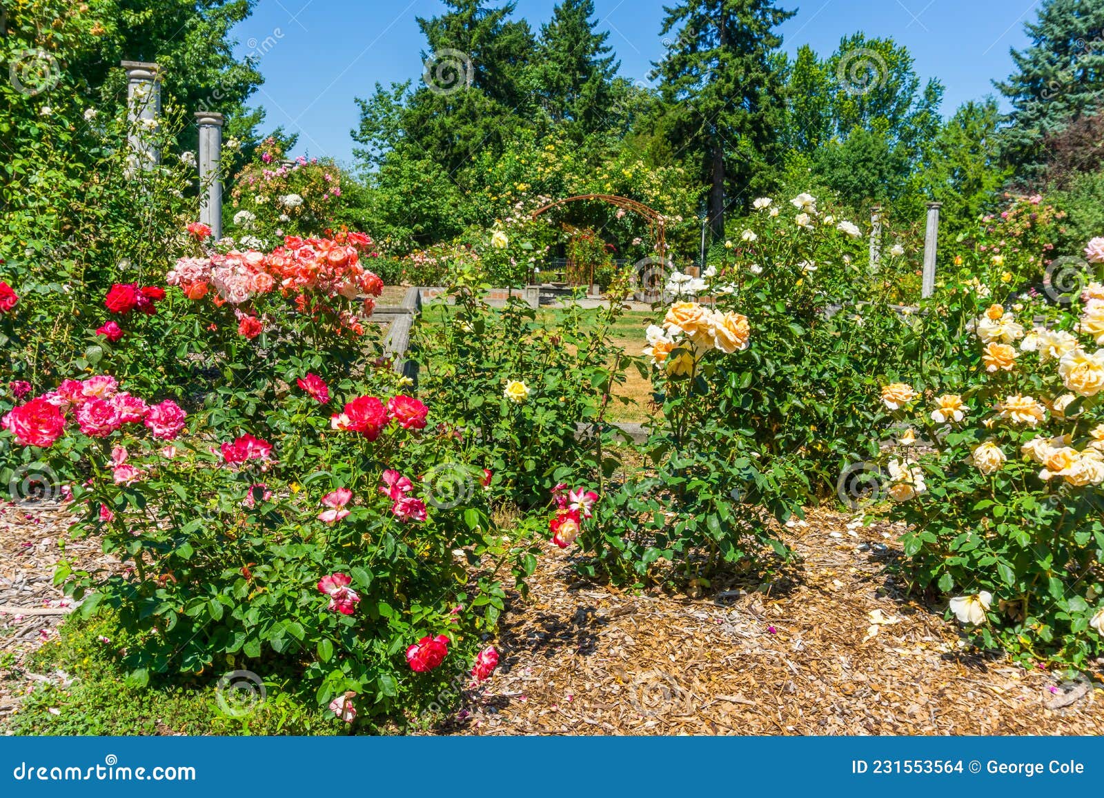 Summer Rose Garden stock photo. Image of profusion, blooming - 231553564