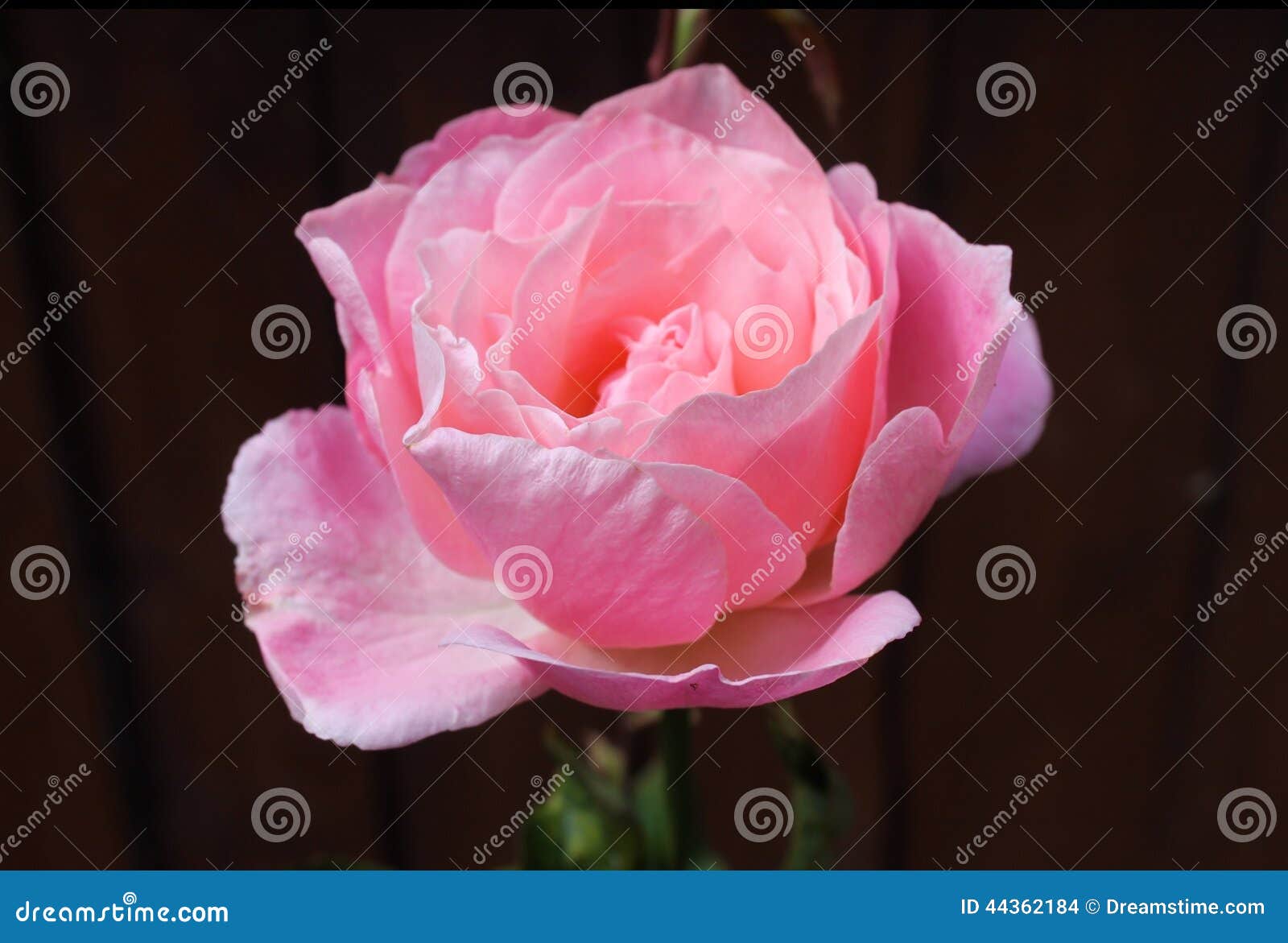 Summer Rose Pink Lady stock photo. Image of lady, pink - 44362184