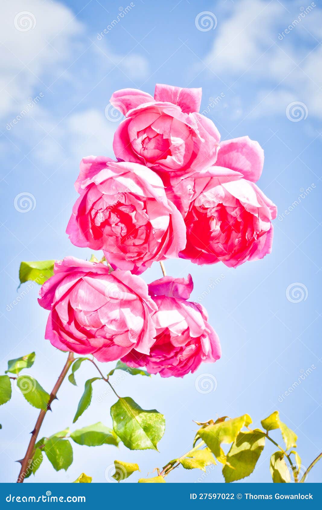 Summer roses stock photo. Image of beauty, nature, scene - 27597022