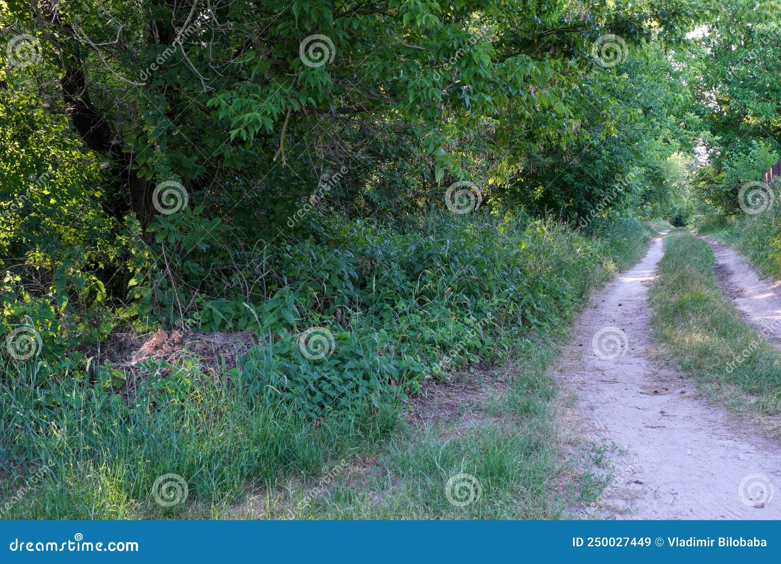 Summer Rural Forest Landscape Stock Image - Image of reflection, flora ...