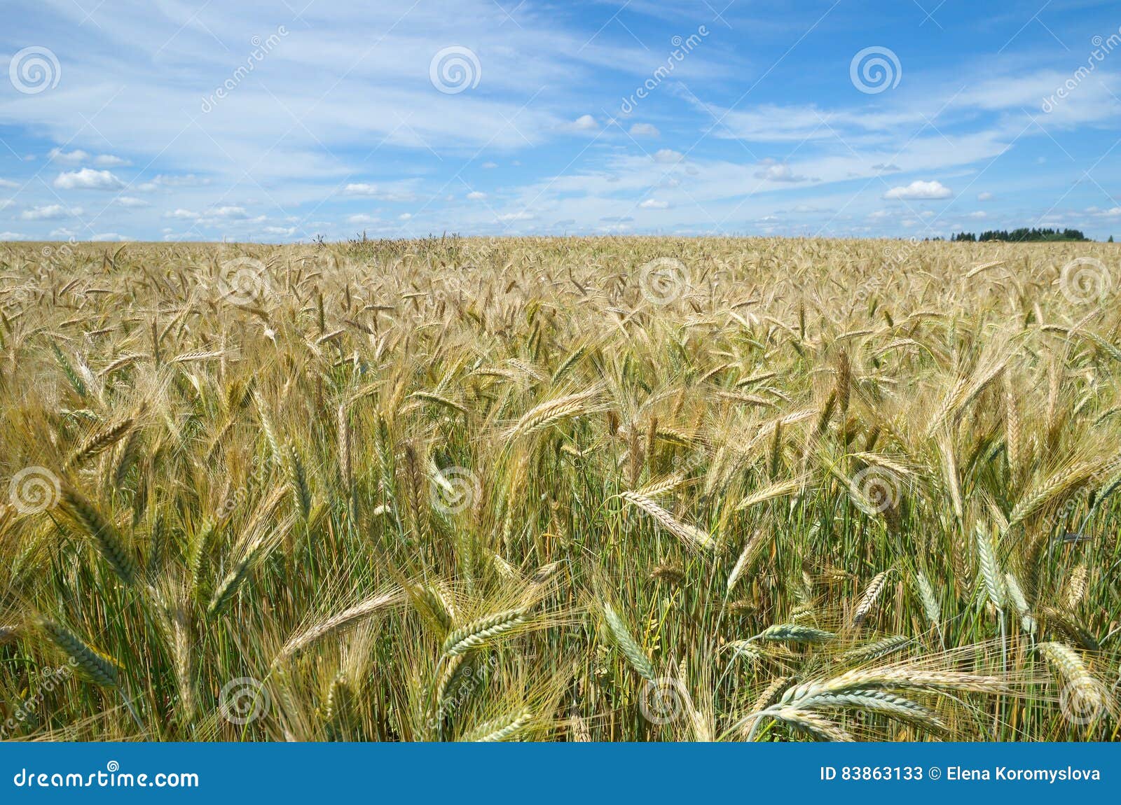 Summer Rural Landscape with Rye Field Stock Image - Image of ...