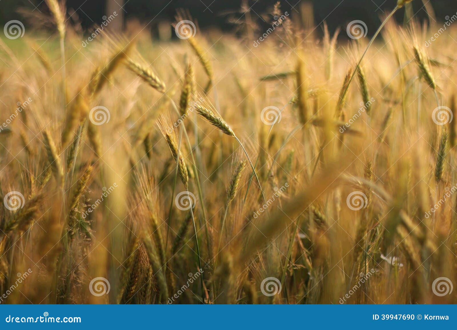 Summer rye stock photo. Image of ears, grain, dark, barn - 39947690