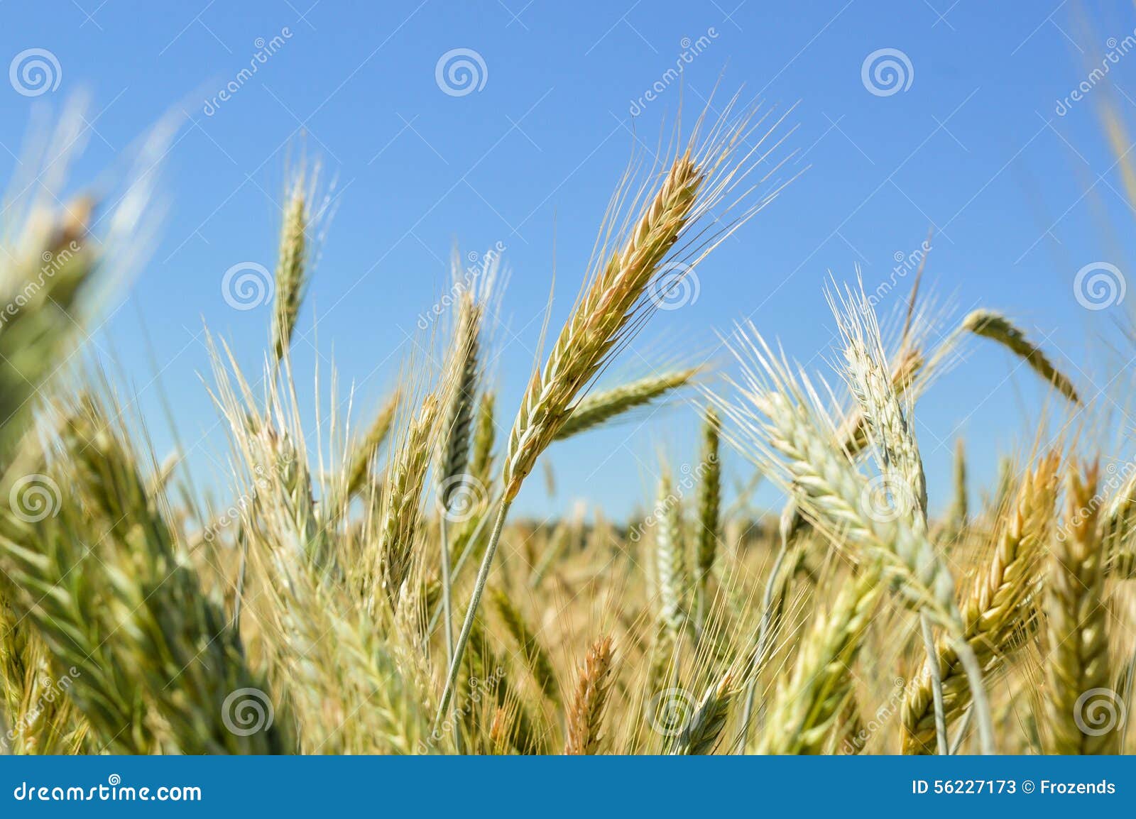 Summer rye stock image. Image of environment, agricultural - 56227173