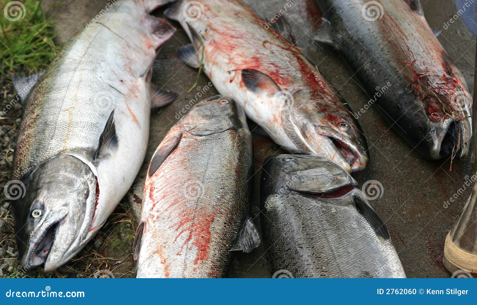 Summer Salmon Catch stock photo. Image of spring, river - 2762060