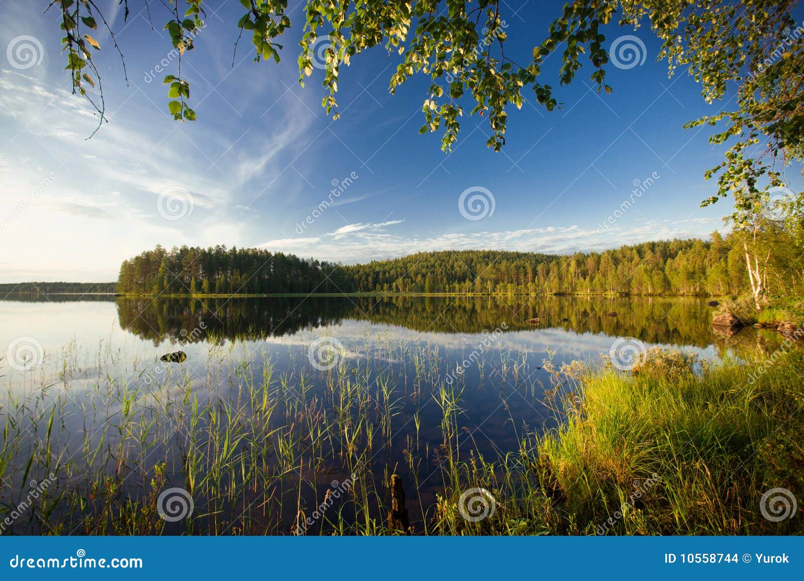 Summer scene stock photo. Image of environment, scenery - 10558744