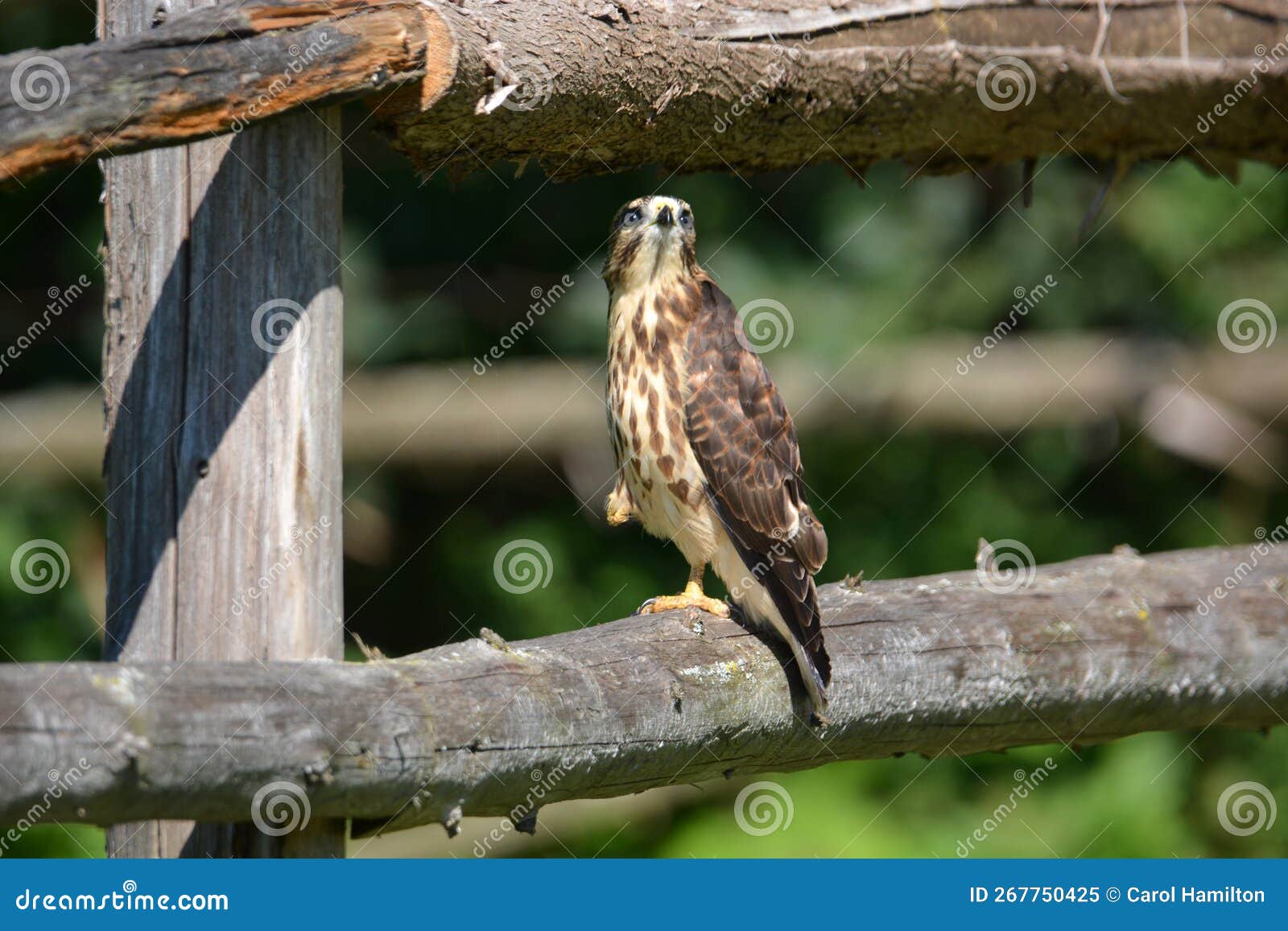 Summer Scene of a Juvenile Fledged Broad-winged Hawk on a Fence Stock ...