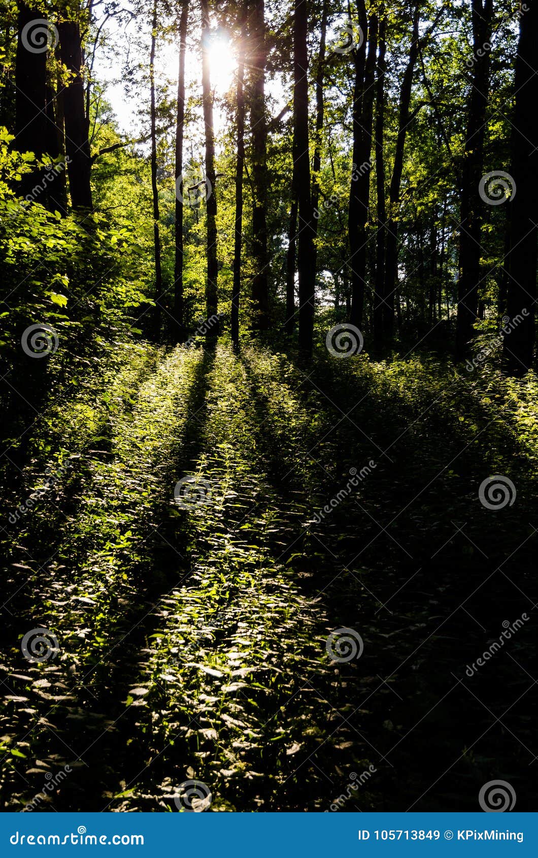 Spinney Lit Stock Photos - Free & Royalty-Free Stock Photos from Dreamstime