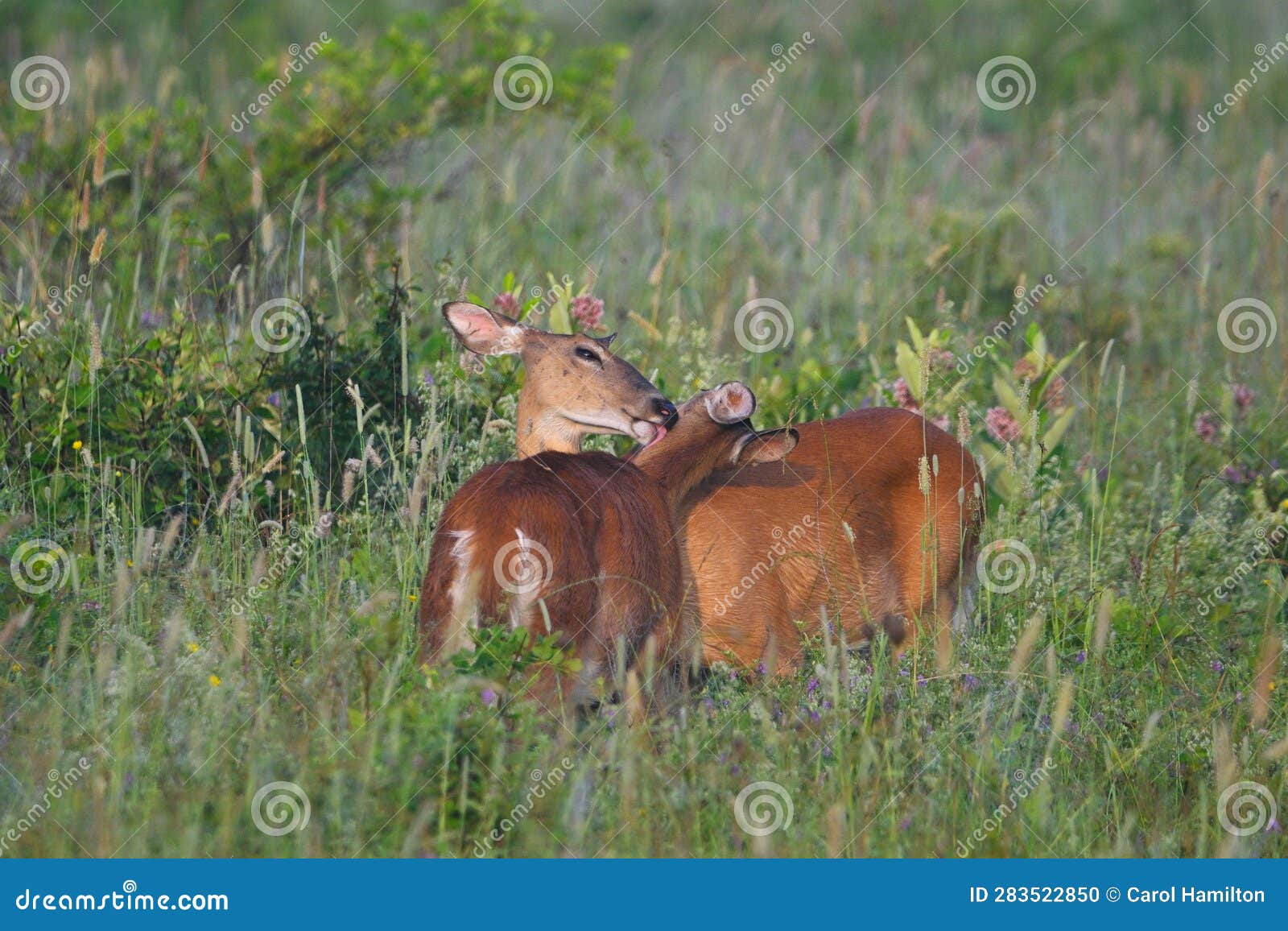 Two White Tailed Deer in a Meadow Stock Photo - Image of back, female ...