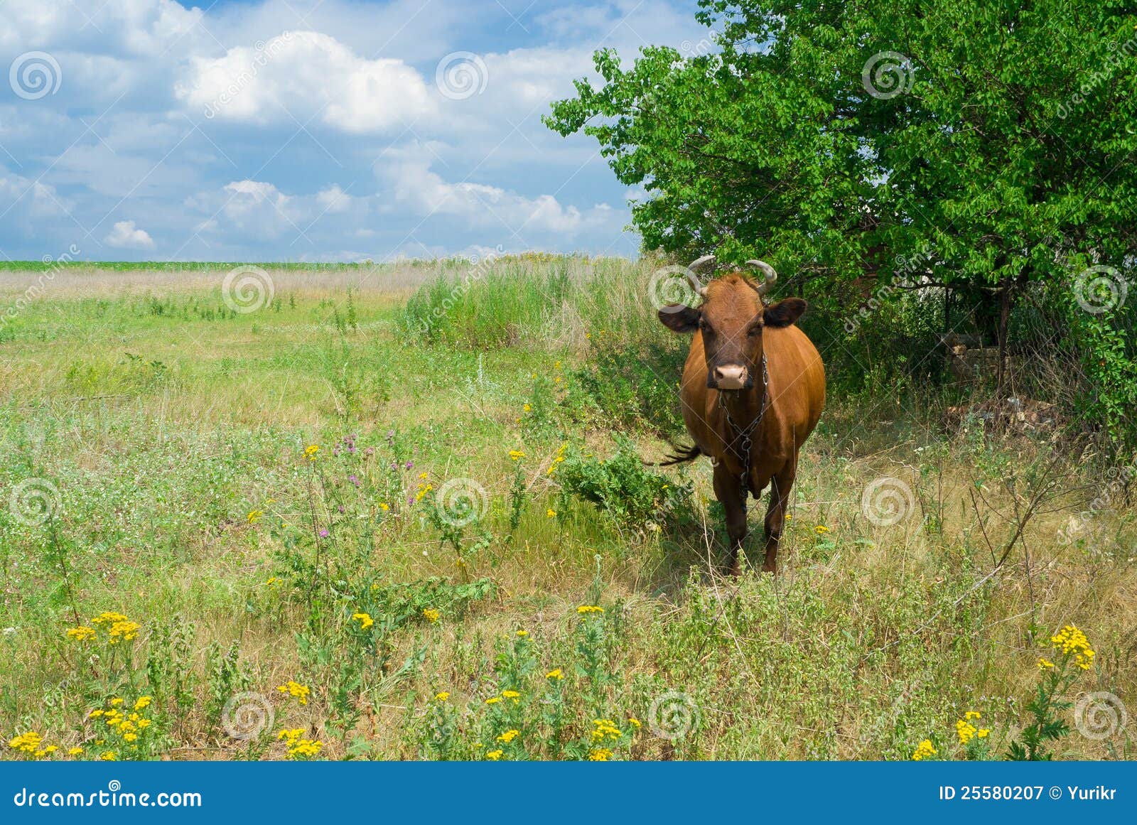 Summer Scenery in Cows Community Stock Image - Image of farming, season ...