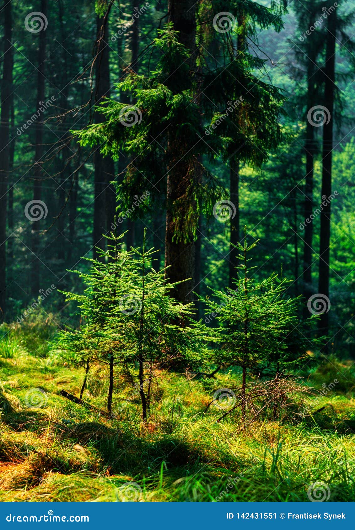 Summer scent of the forest stock image. Image of forests - 142431551