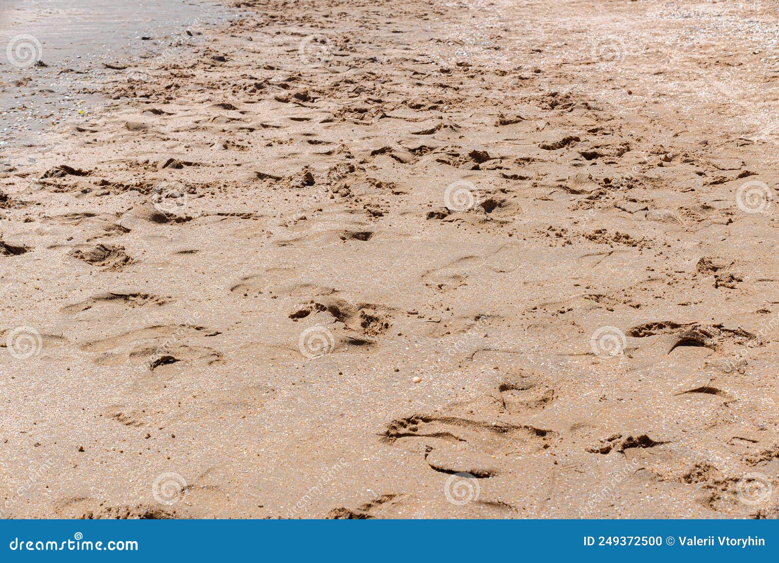 Multiple Human Footprints On A Wet Surface Stock Photo | CartoonDealer ...