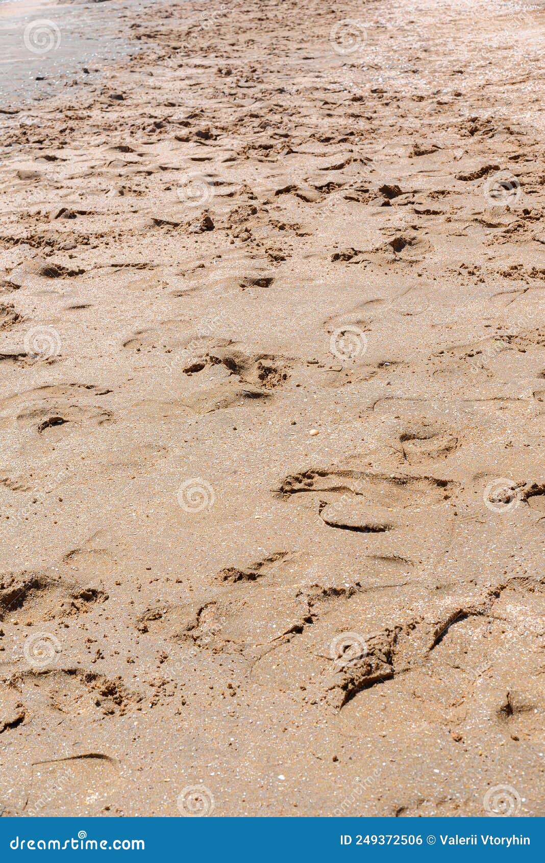 Multiple Human Footprints On A Wet Surface Stock Photo | CartoonDealer ...