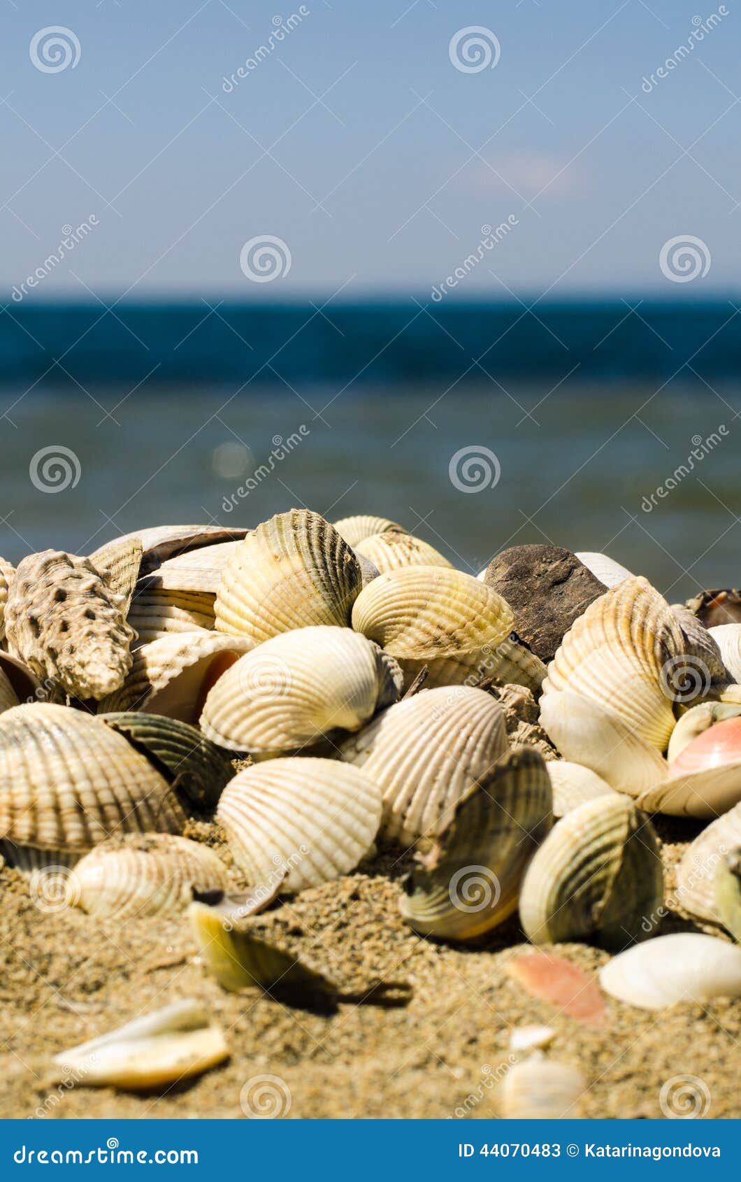 Summer Sea Shells Background Stock Image - Image of sand, decoration ...