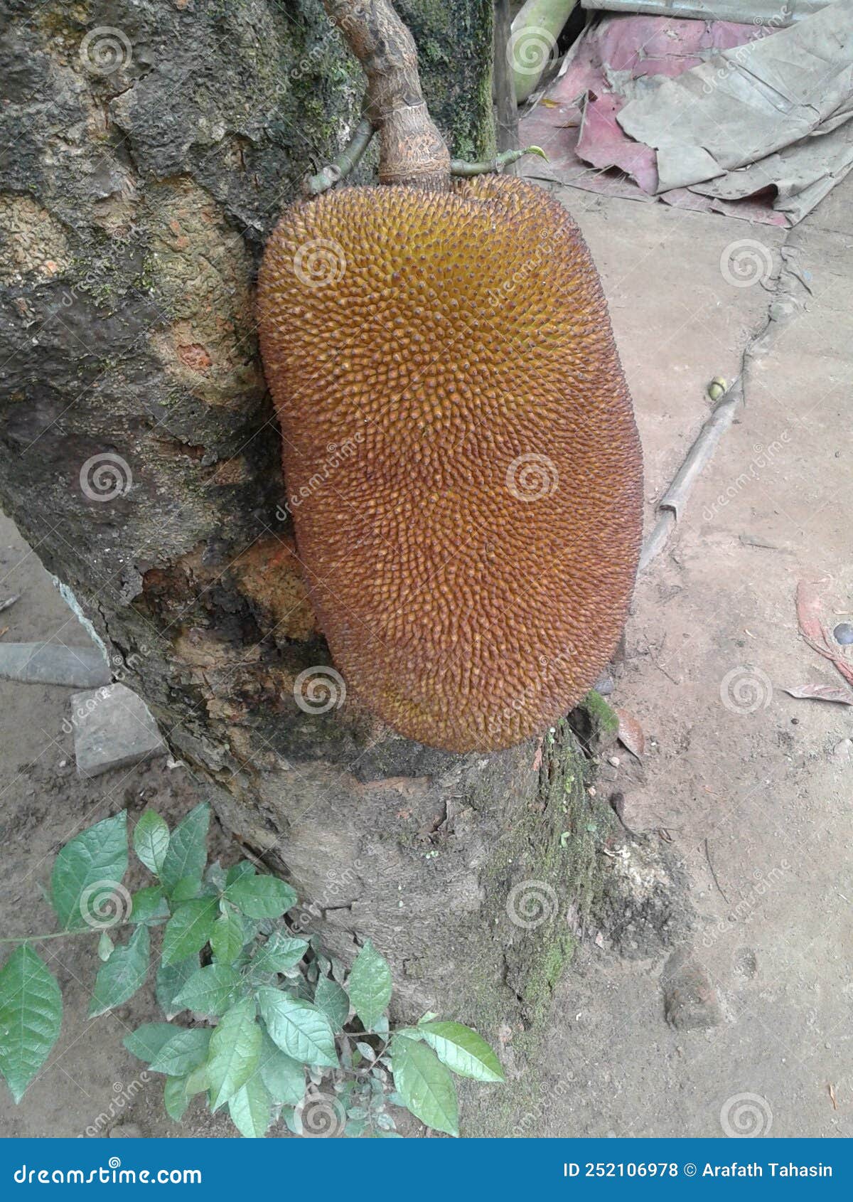 Summer Season Fruit in Jackfruit Stock Photo - Image of fruit, summer ...