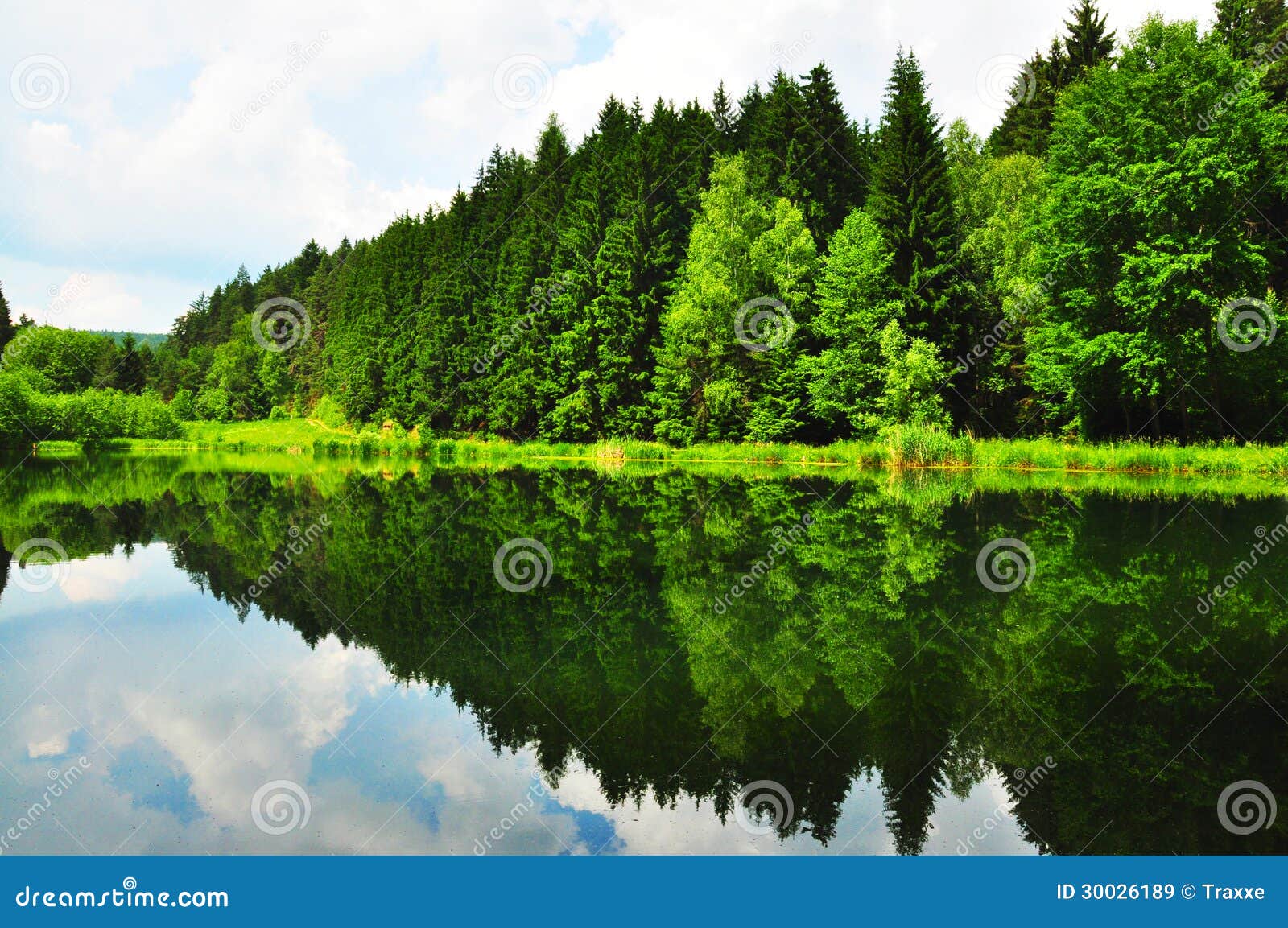 Summer See stockbild. Bild von nave, kiefer, teich, tageslicht - 30026189